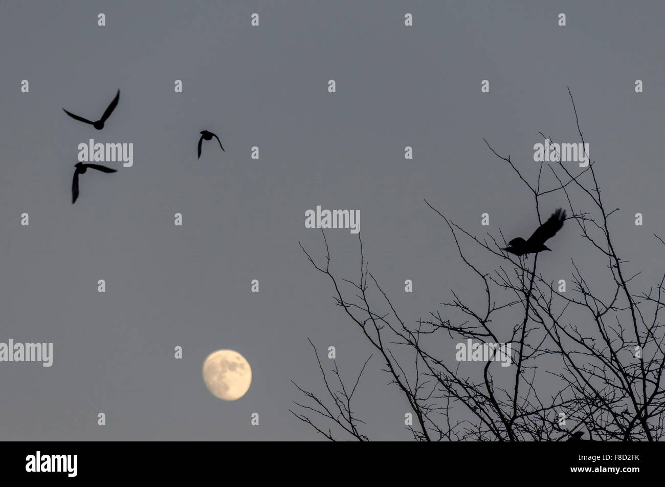 Doves fly around the moon at dusk, Sofia, Bulgaria Stock Photo - Alamy