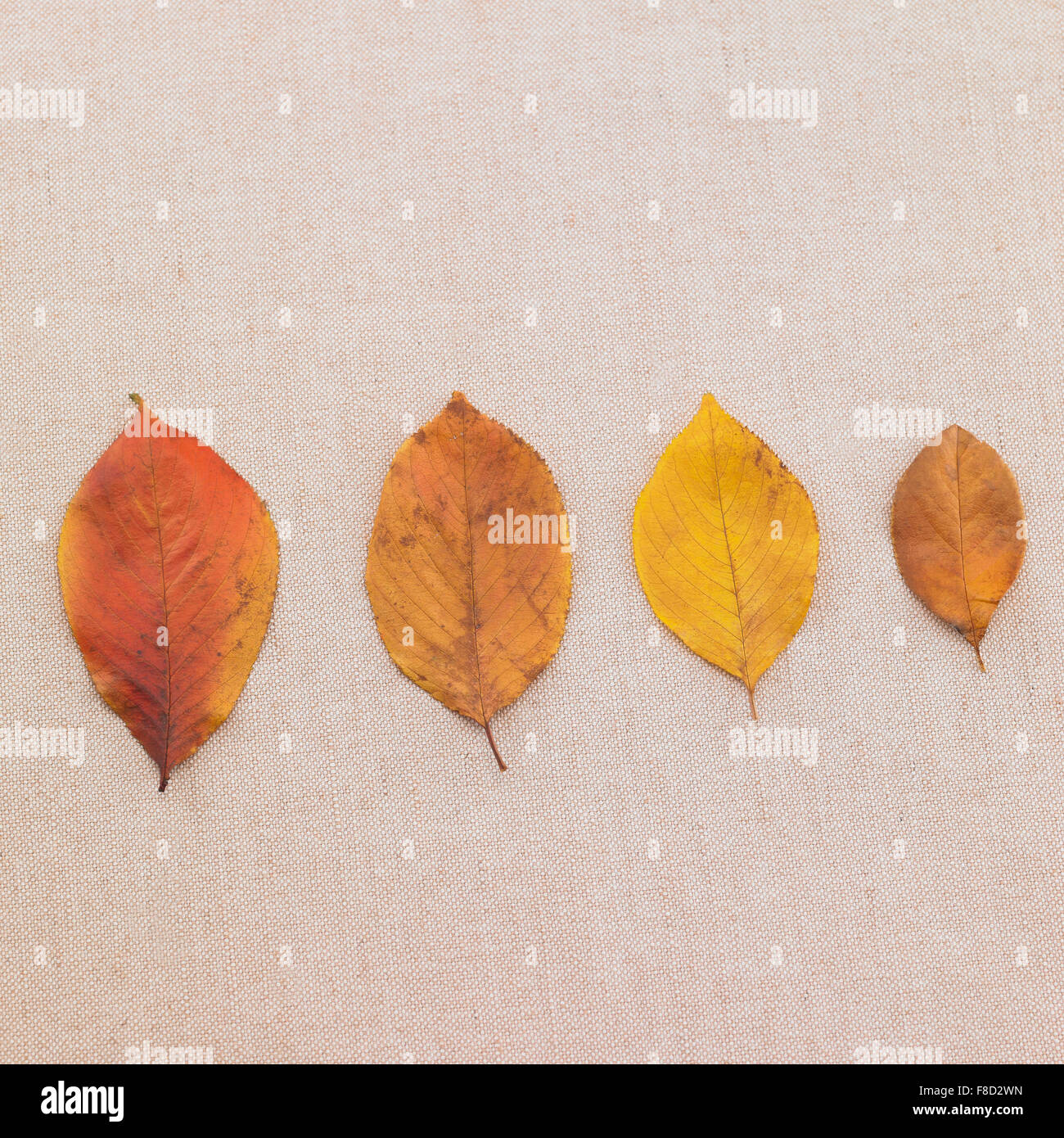 High angle of four different sizes of fallen leaves in line Stock Photo ...