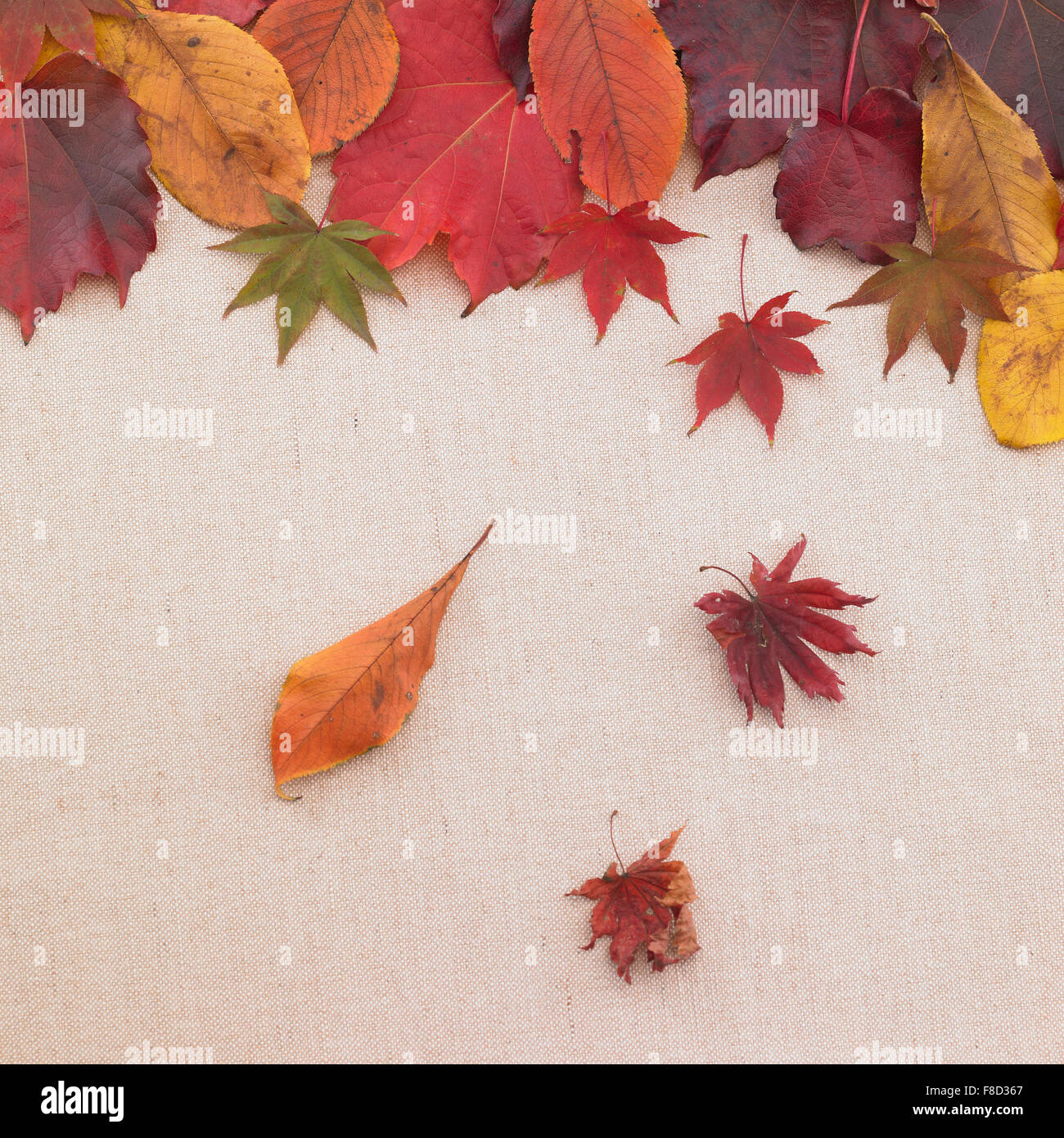 Different Types Of Fall Leaves