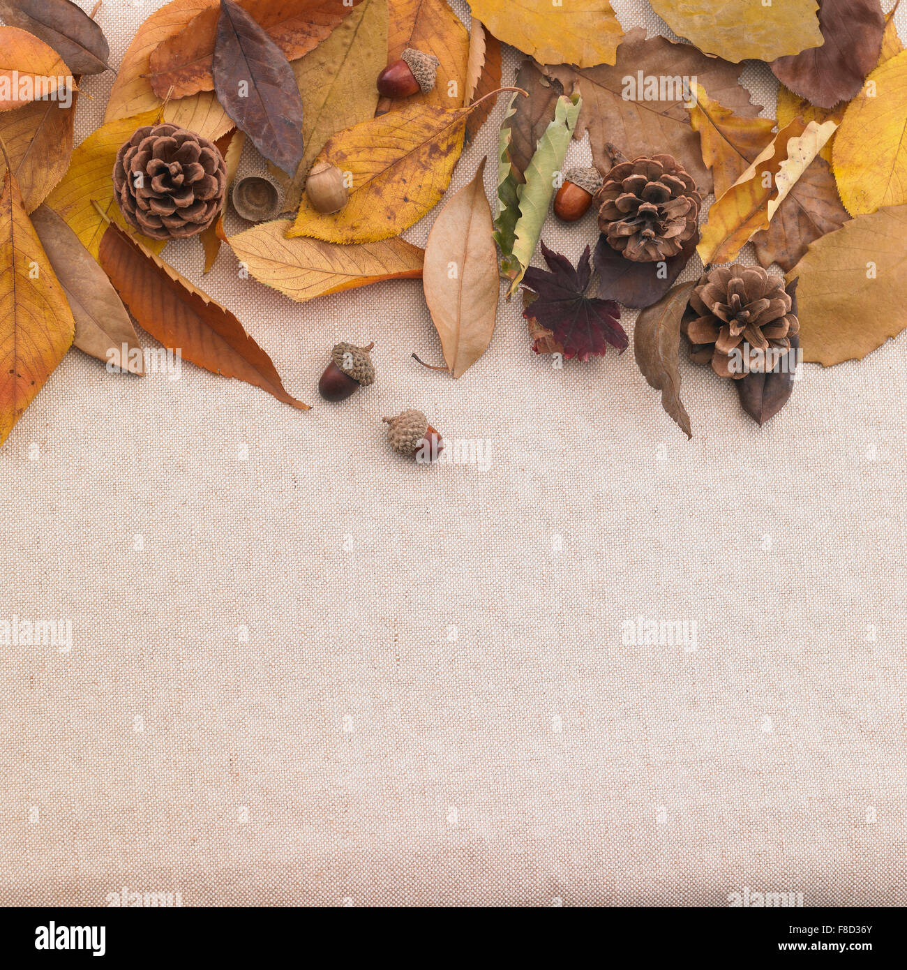 Types leaves hi-res stock photography and images - Alamy
