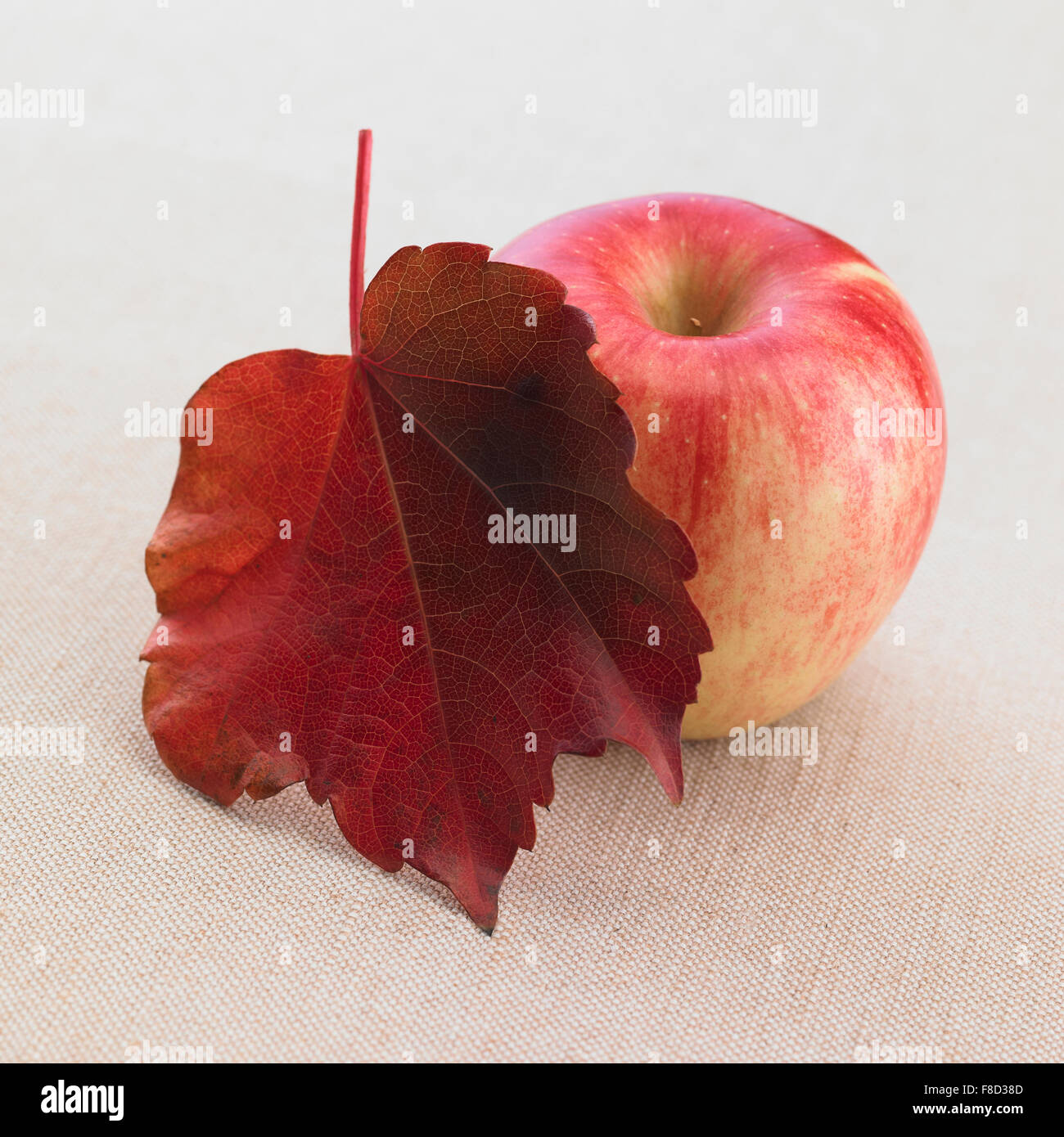 Maple leaf and fruit hi-res stock photography and images - Alamy