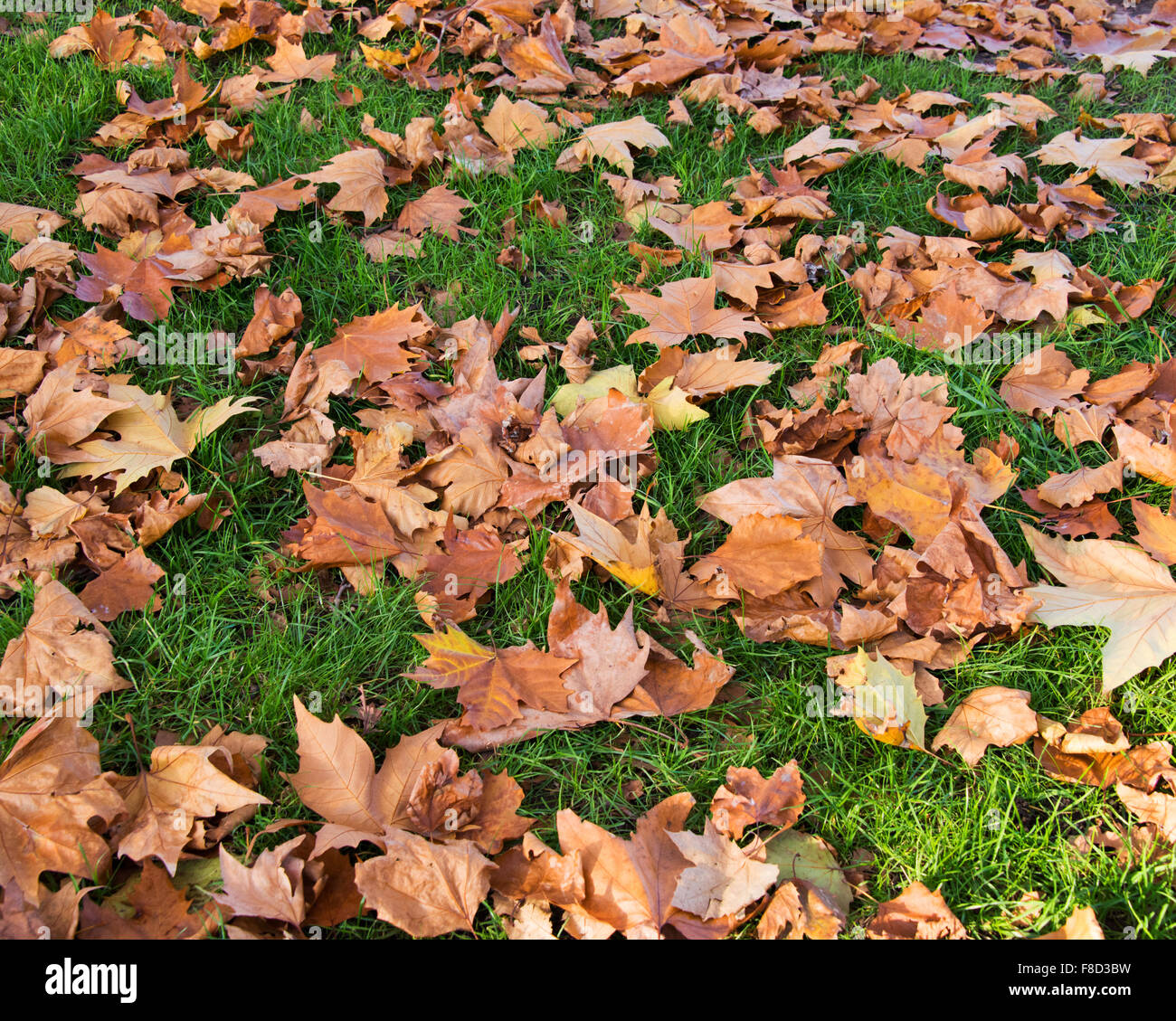 Fall autumn season in the forest Stock Photo - Alamy
