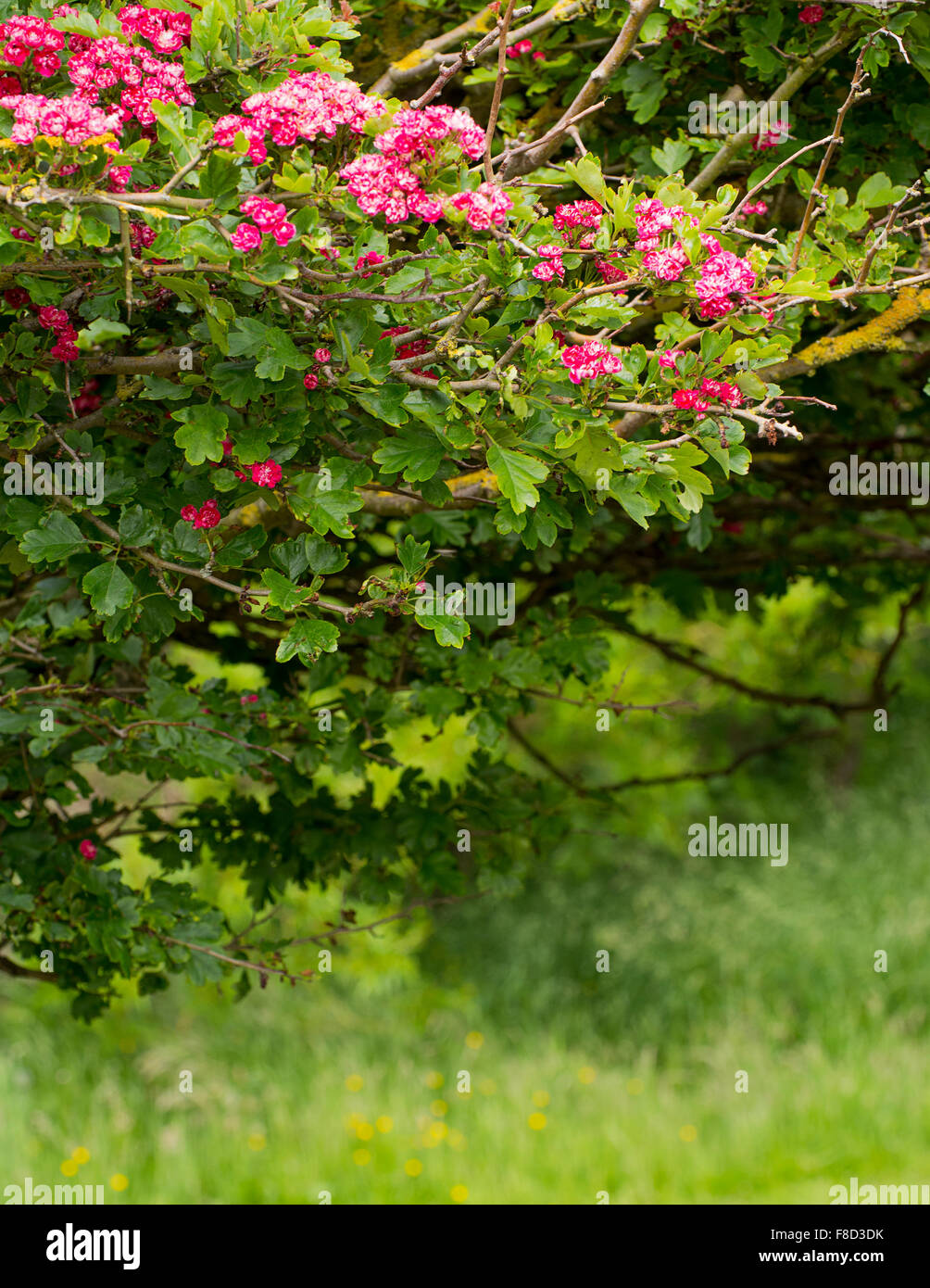 Hawthorn in flower hi-res stock photography and images - Alamy