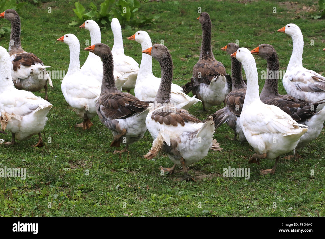 Breed Czech Goose High Resolution Stock Photography and Images - Alamy