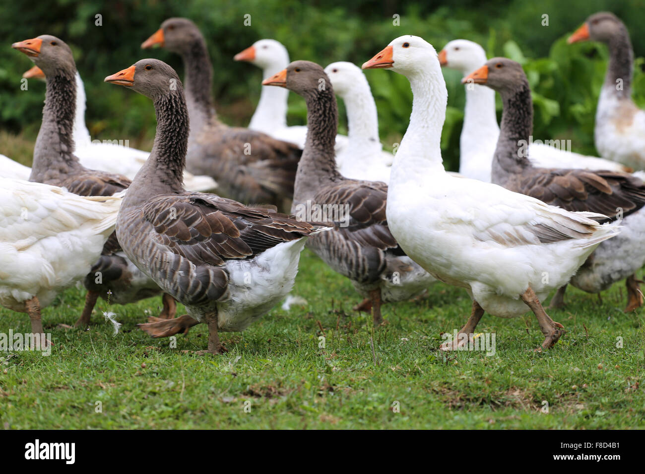 Breed czech goose hi-res stock photography and images - Alamy