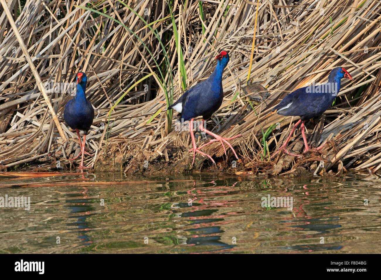 Three Purple Swamp-hens against a reed bed in Portugal in the winter ...