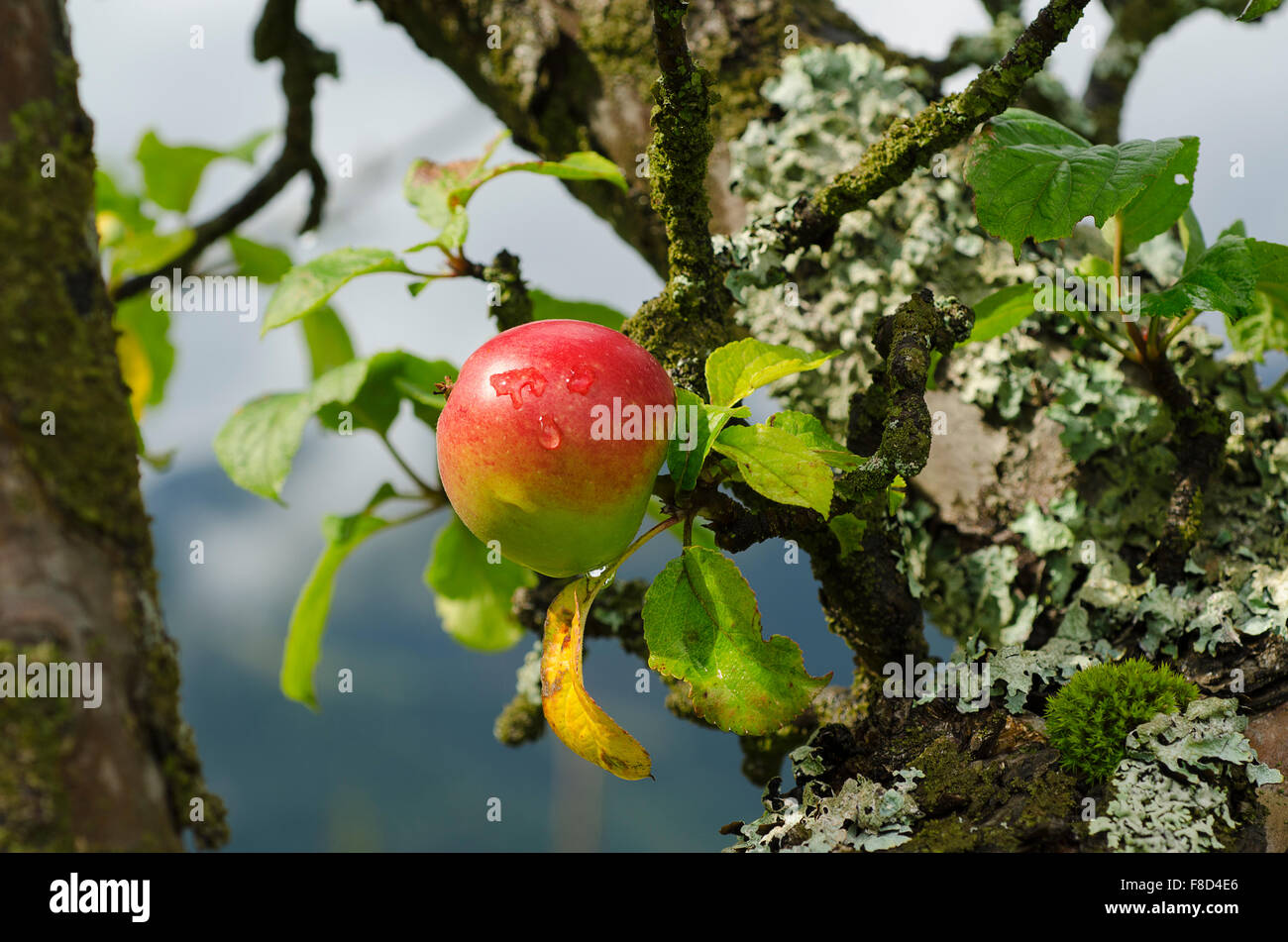 Apple tree with fruits Stock Photo - Alamy