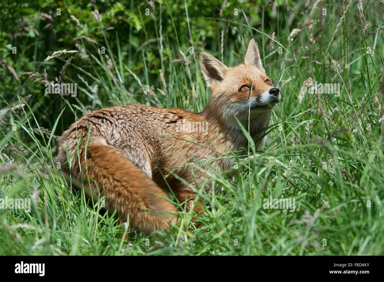 Red Fox (Vulpes Vulpes Stock Photo - Alamy