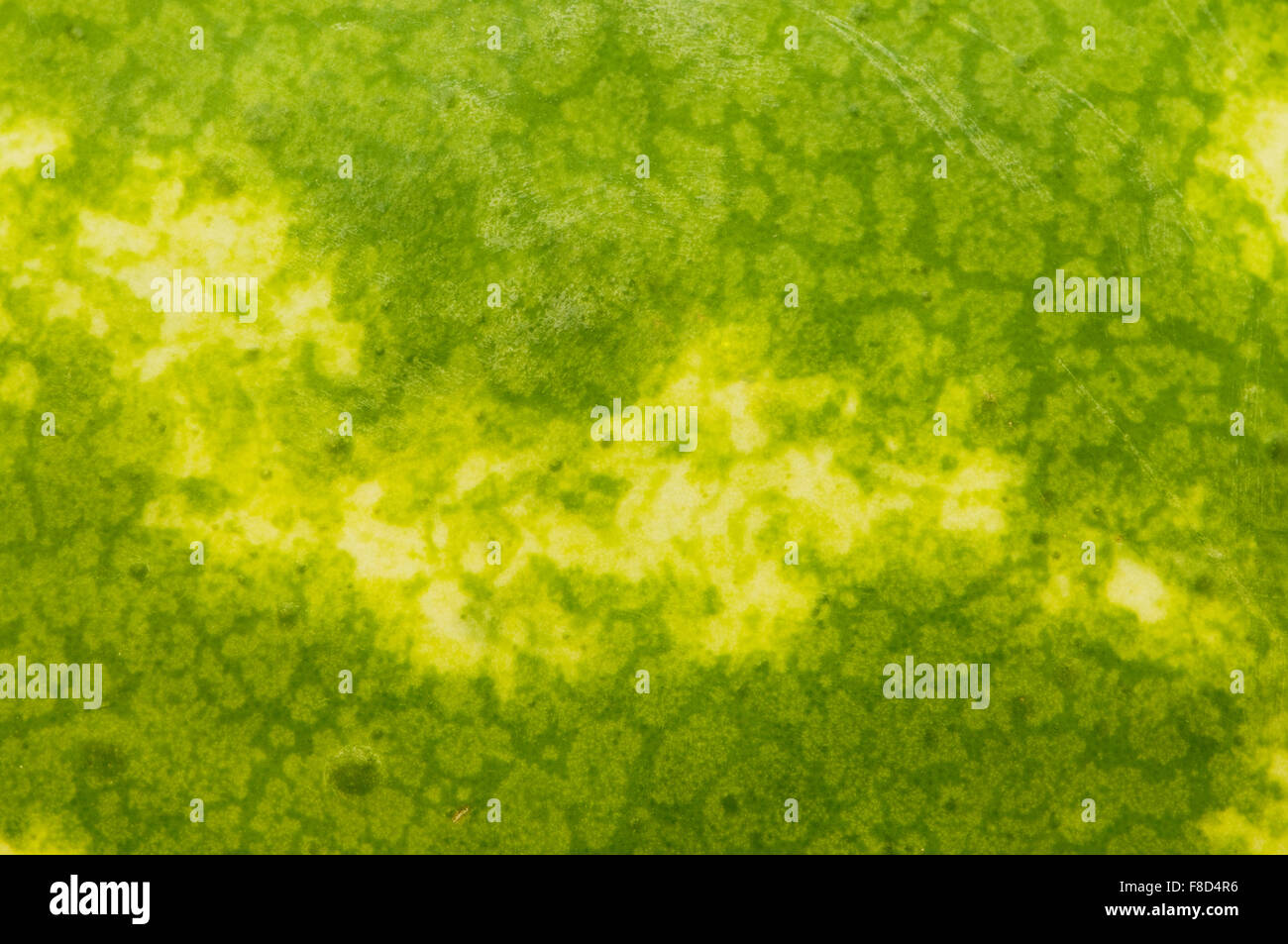 Close up - green skin of the watermelon Stock Photo - Alamy