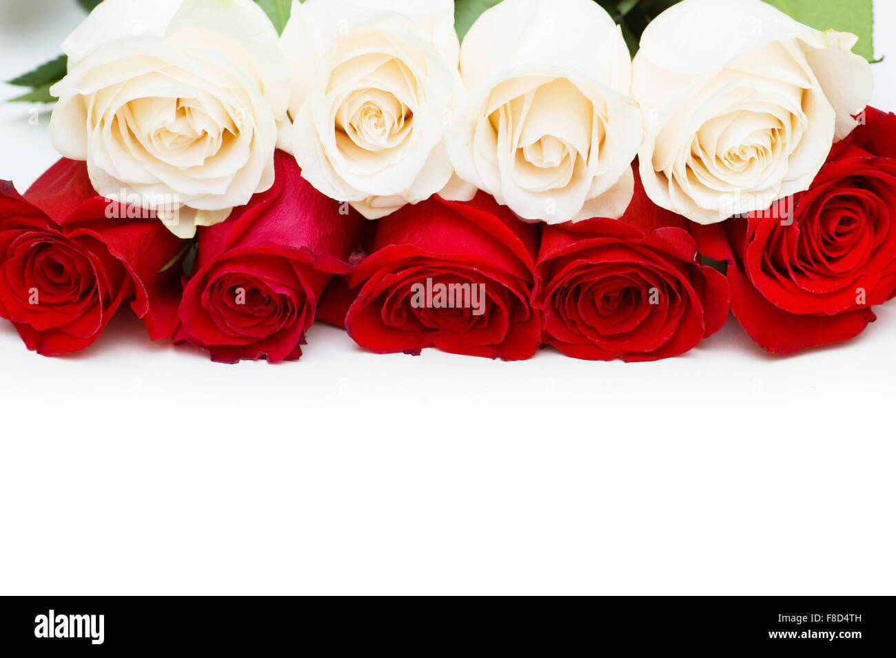 Red and white roses isolated on white Stock Photo - Alamy