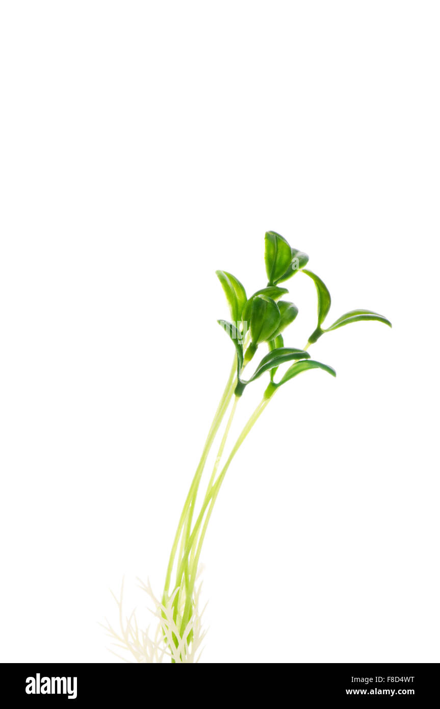 Green saplings isolated on the white background Stock Photo - Alamy