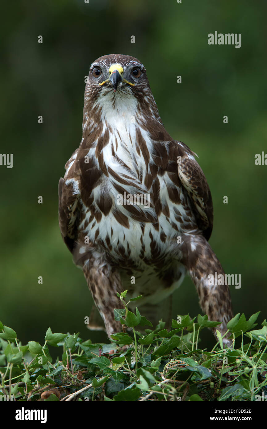 Buzzard creature hi-res stock photography and images - Alamy