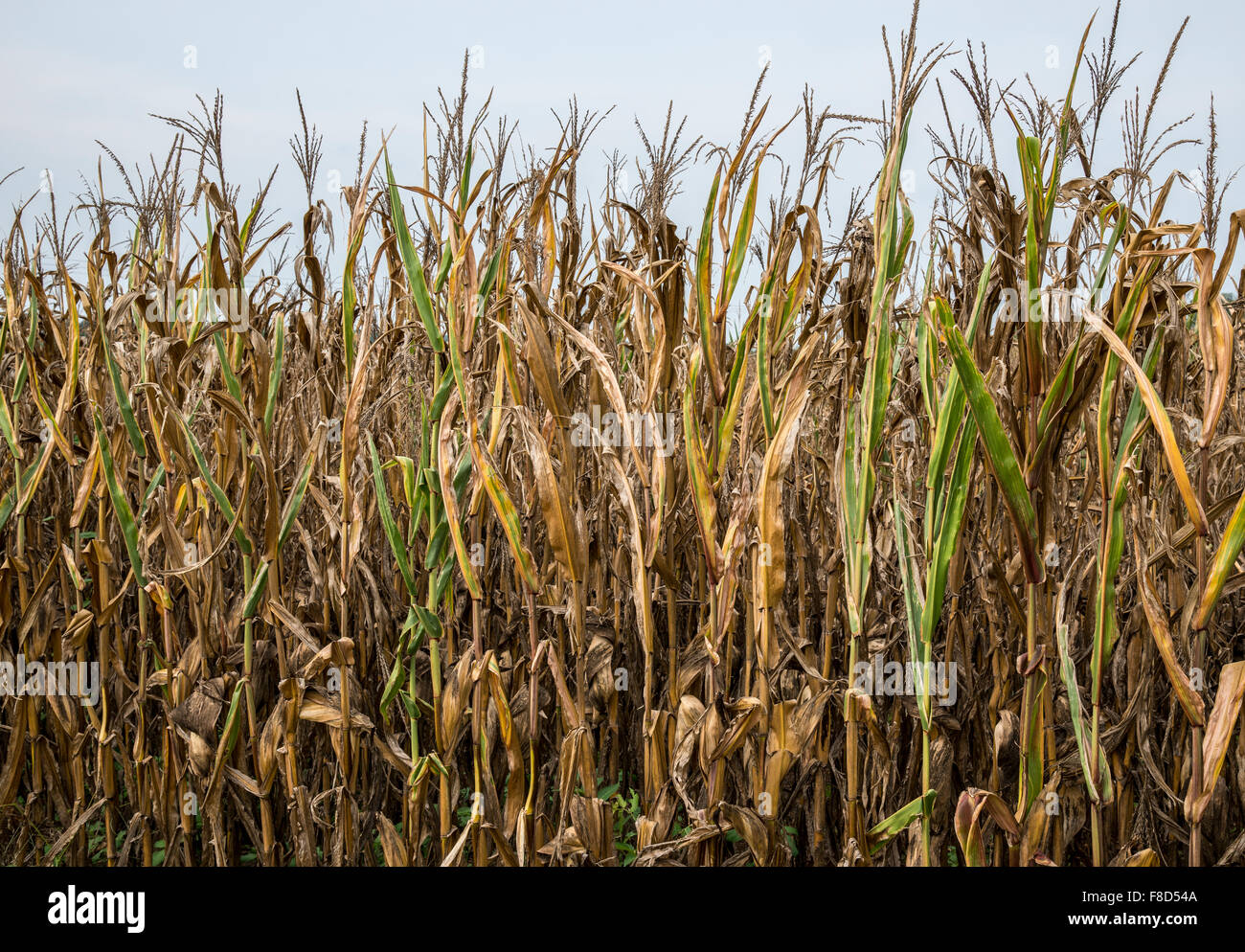 Corn Crop Damaged by Drought Stock Photo - Alamy