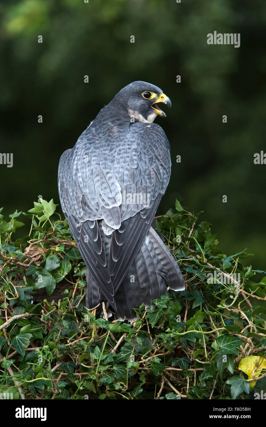 Peregrine Falcon (Falco Peregrinus Stock Photo - Alamy