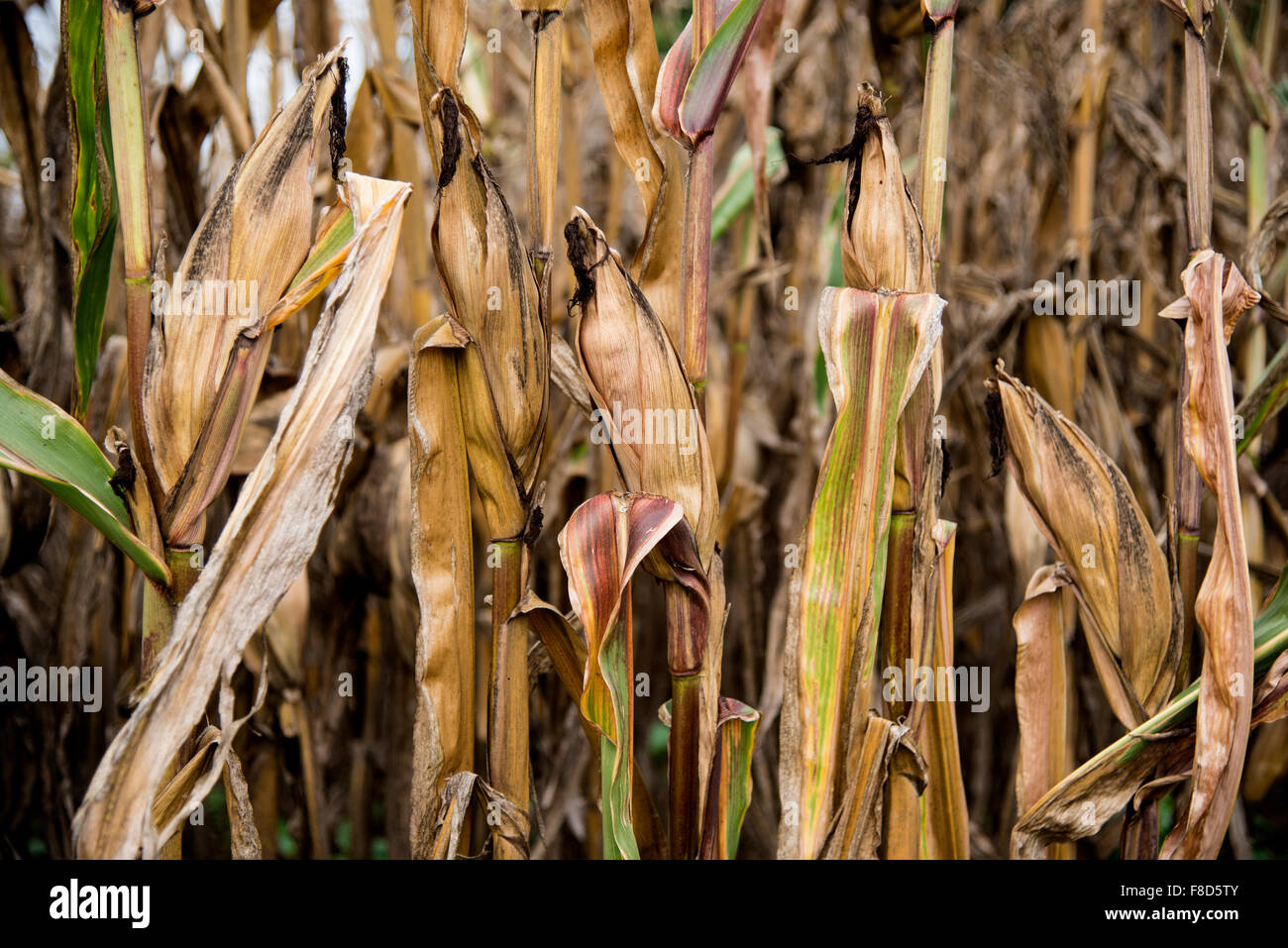 Corn Crop Destroyed By Drought Stock Photo - Alamy
