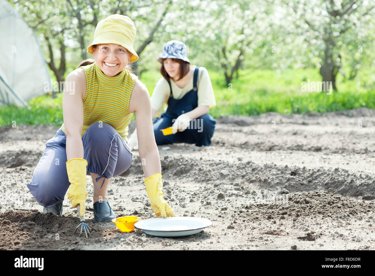 Two women sows seeds in bed at field Stock Photo - Alamy
