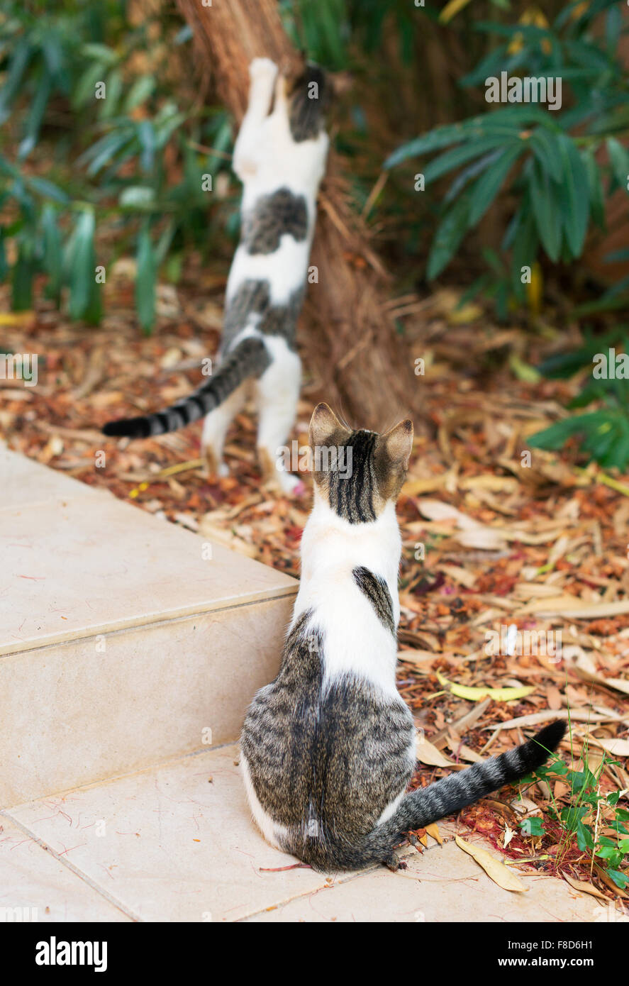 Cat sharpening its claws, another is spectating Stock Photo - Alamy