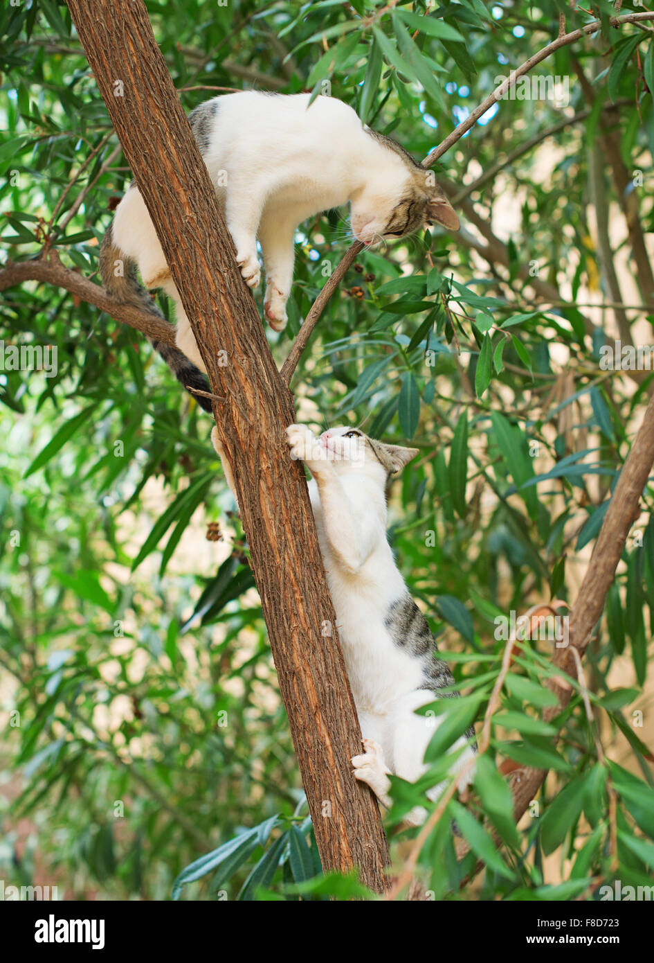 Two cats climbing on the tree Stock Photo - Alamy