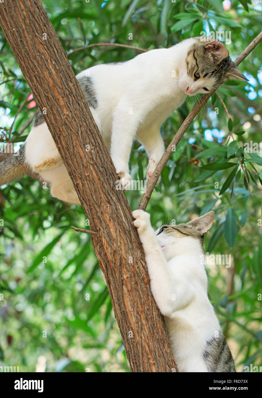 Two cats climbing on the tree Stock Photo - Alamy