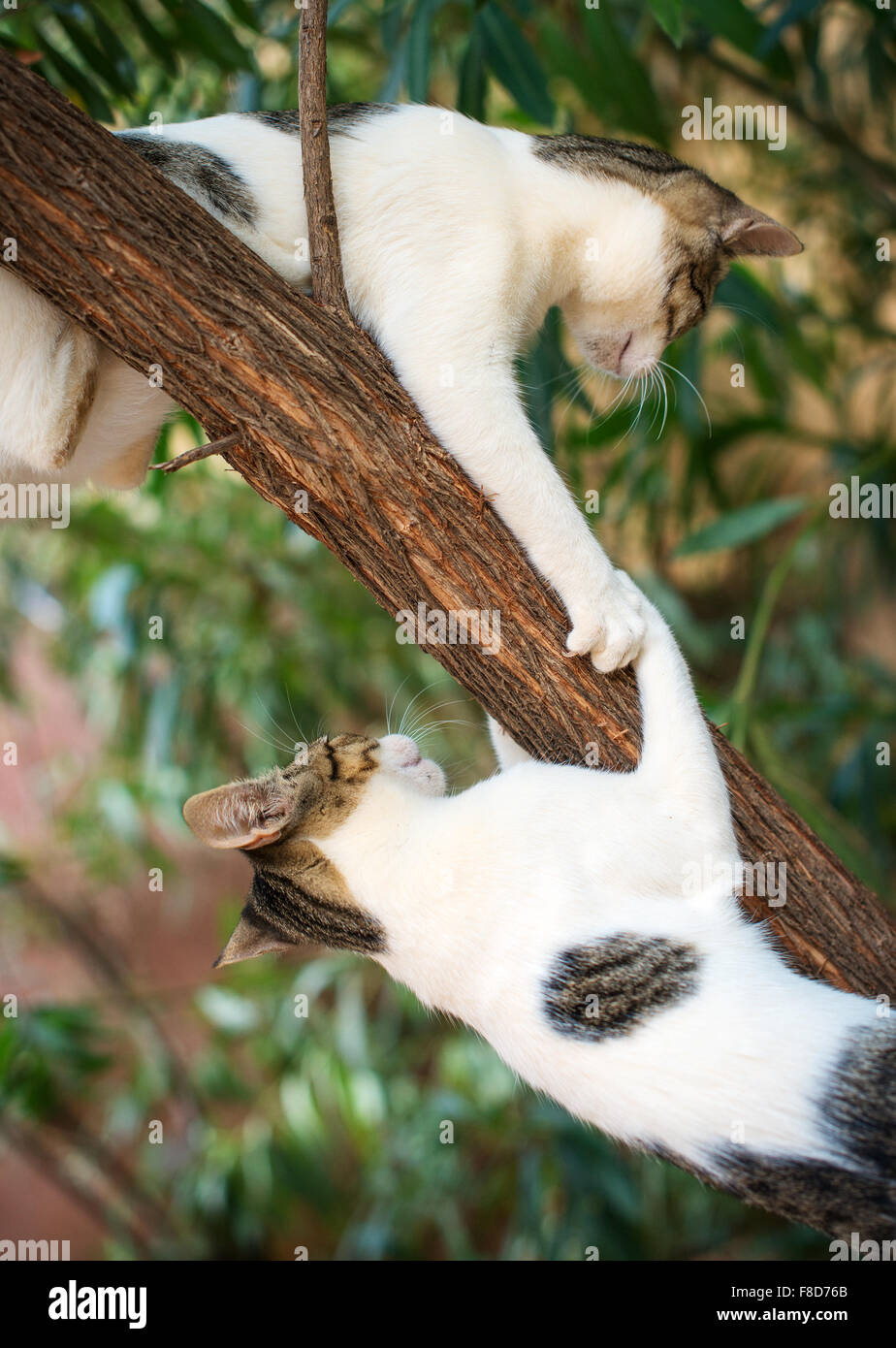 Two cats climbing on the tree Stock Photo - Alamy