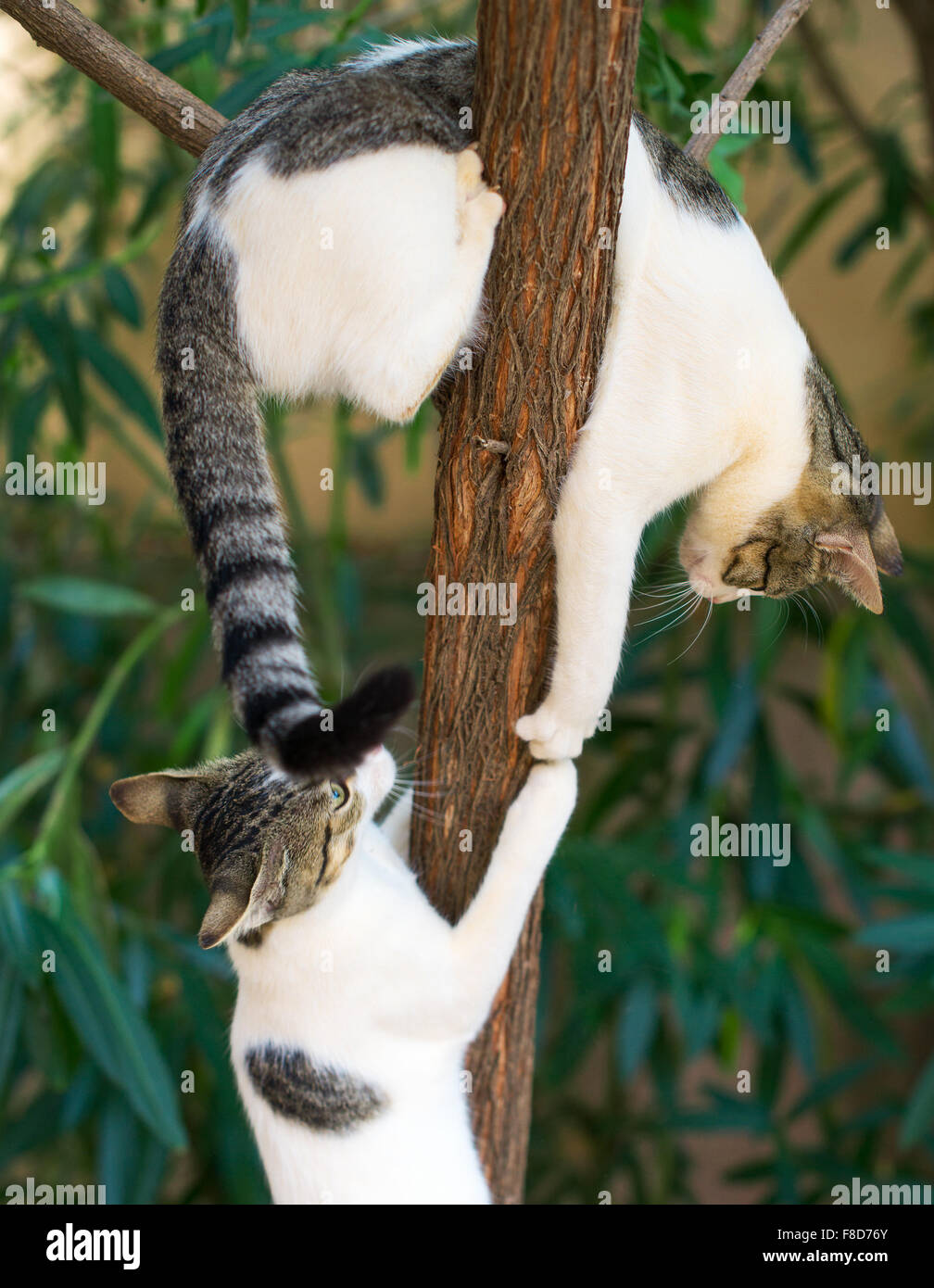 Two cats climbing on the tree Stock Photo - Alamy