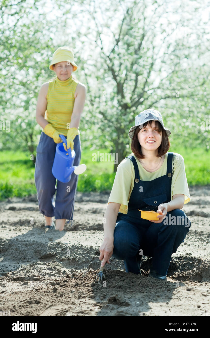 Farmer plant potato seeds hi-res stock photography and images - Alamy