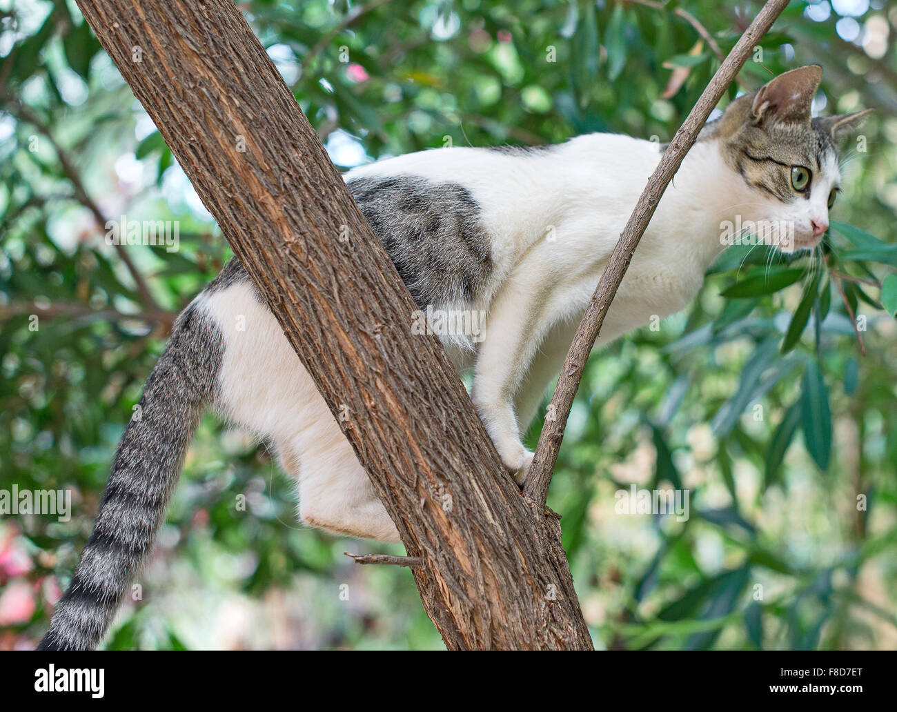 Feral cat climbing on the tree Stock Photo - Alamy
