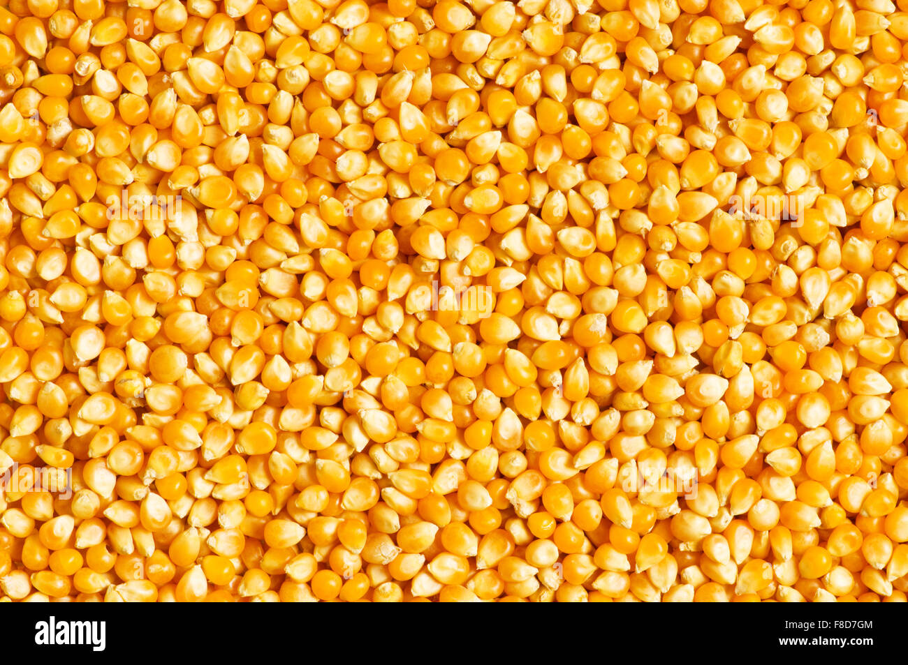 Bright corn kernels arranged as the background Stock Photo - Alamy