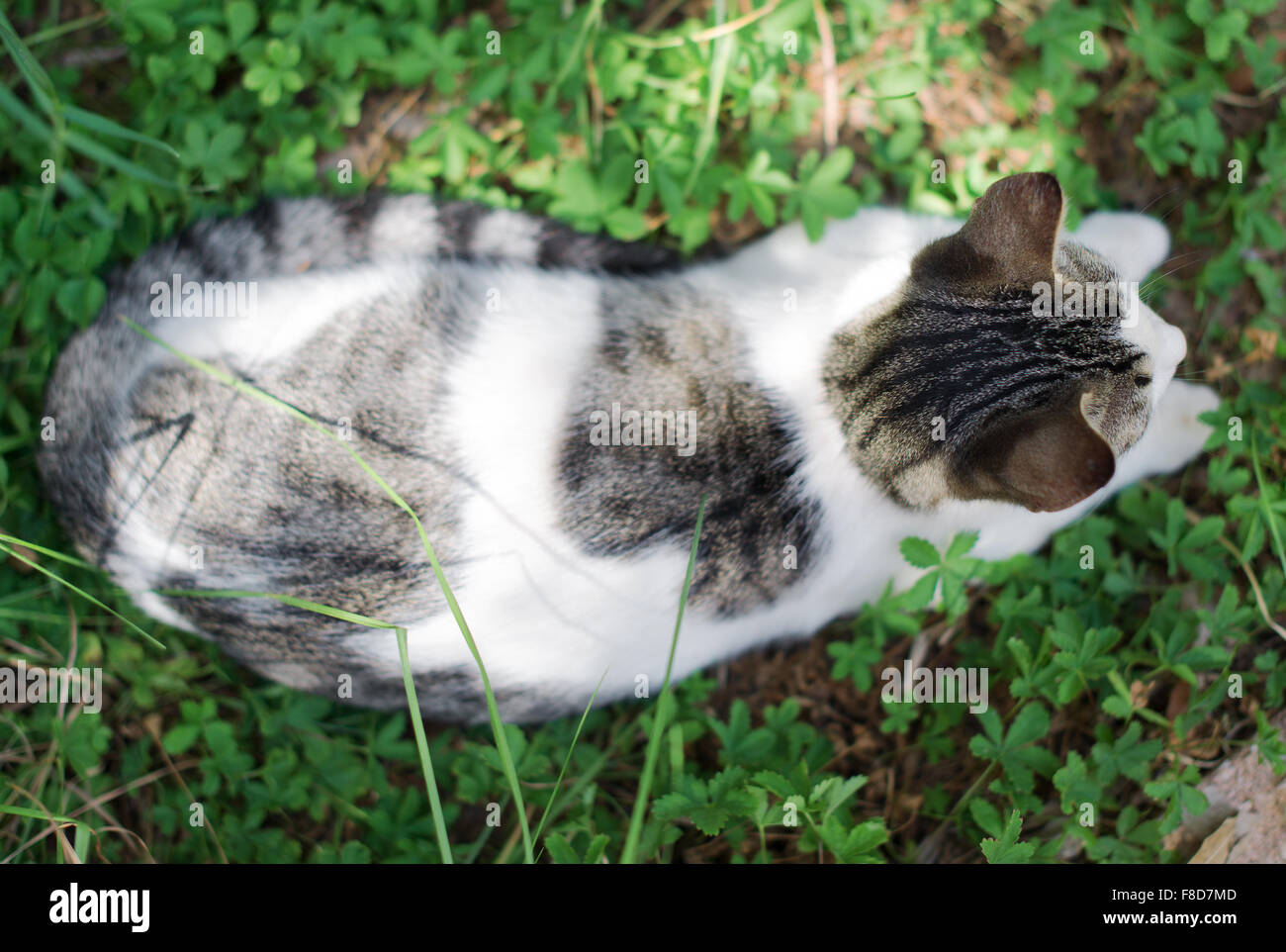 Street feral cat. View from above Stock Photo - Alamy
