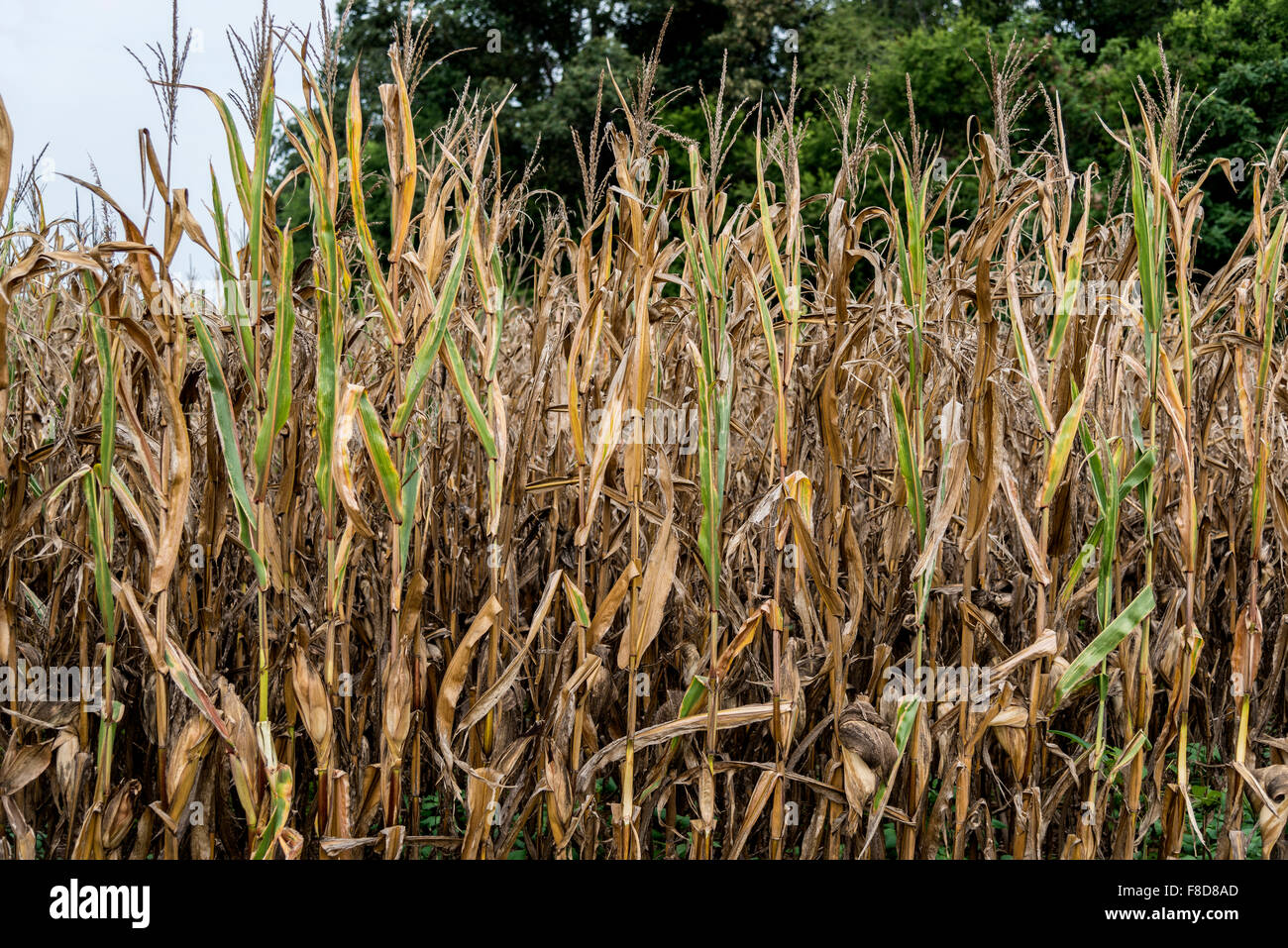 Drought-damaged Corn Crop Stock Photo - Alamy
