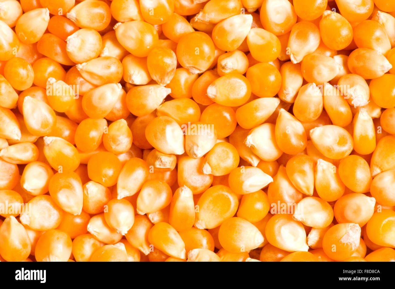 Bright corn kernels arranged as the background Stock Photo - Alamy