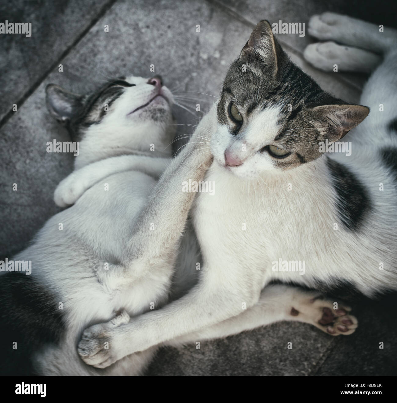 Two animals fighting dramatic hi-res stock photography and images - Alamy