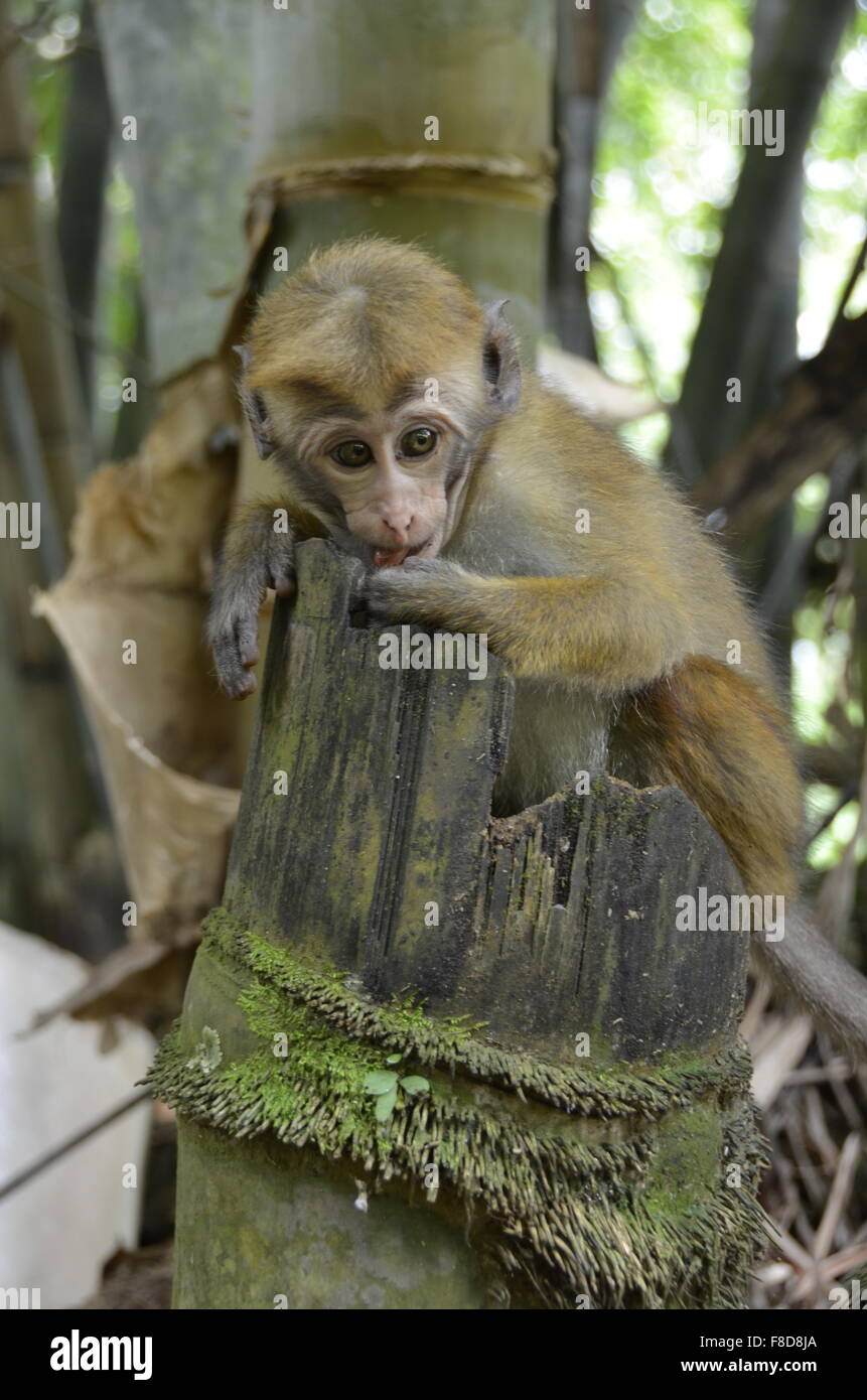 Baby Monkey on Bamboo Stock Photo - Alamy