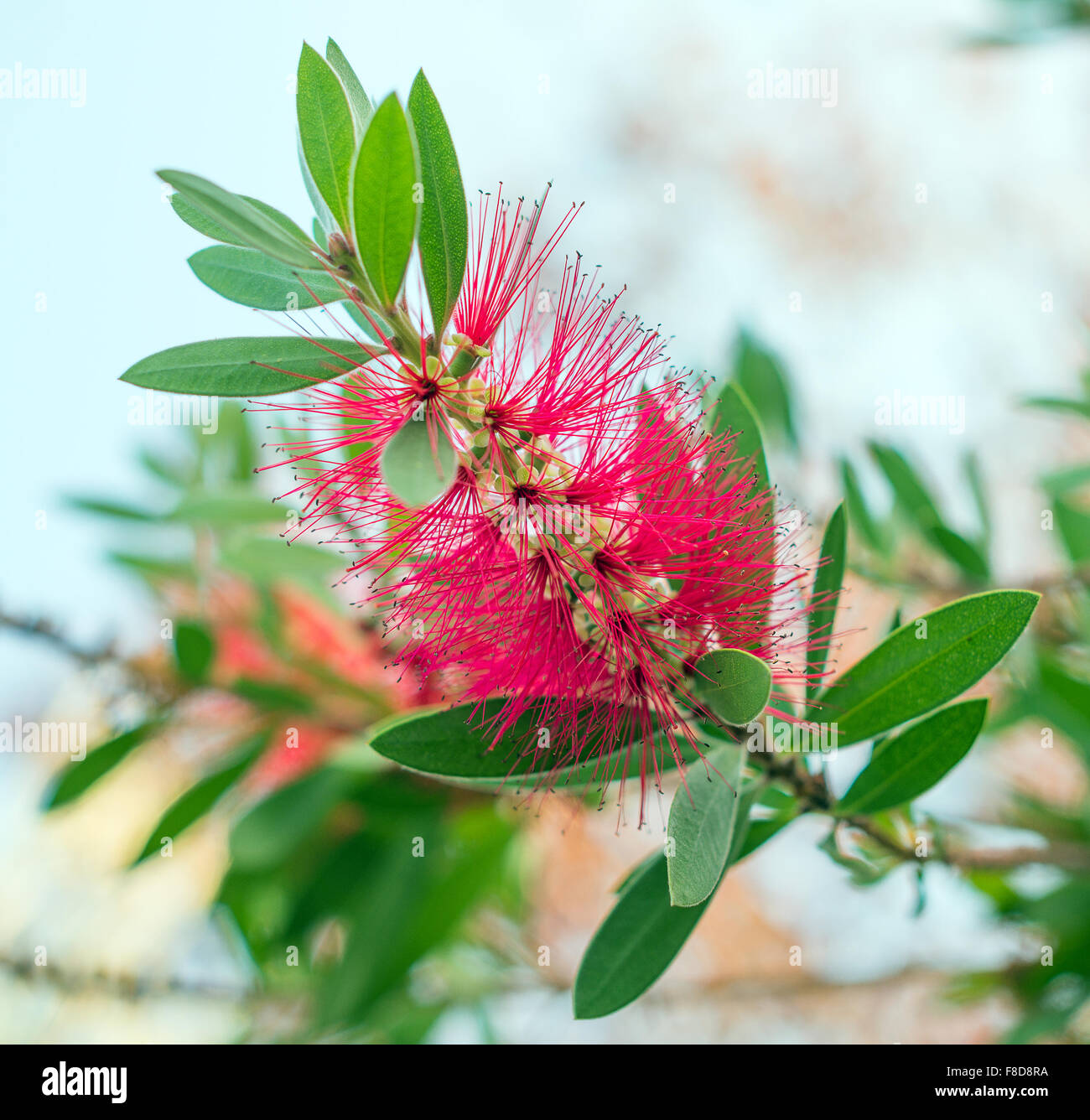 Bottlebrushes hi-res stock photography and images - Alamy