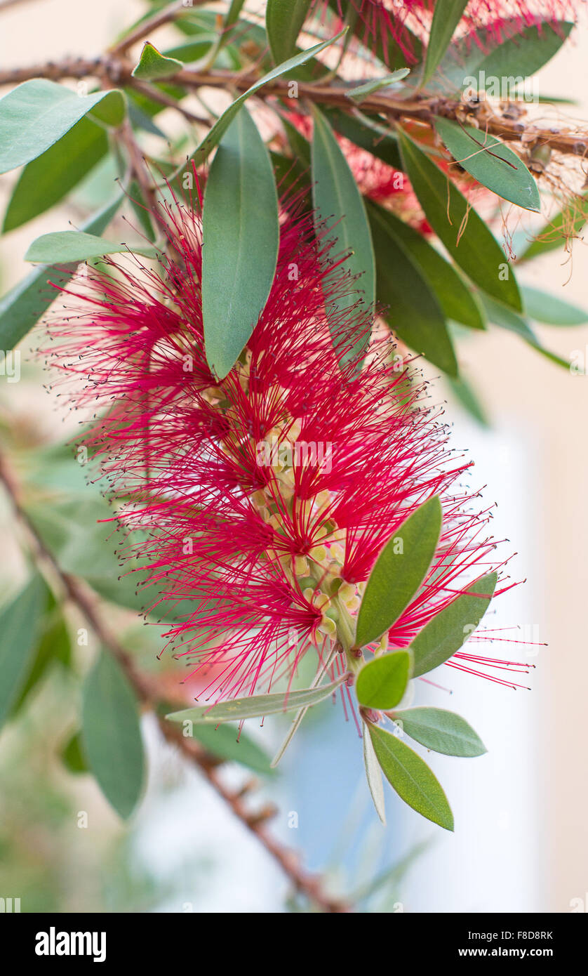 Bottlebrushes hi-res stock photography and images - Alamy