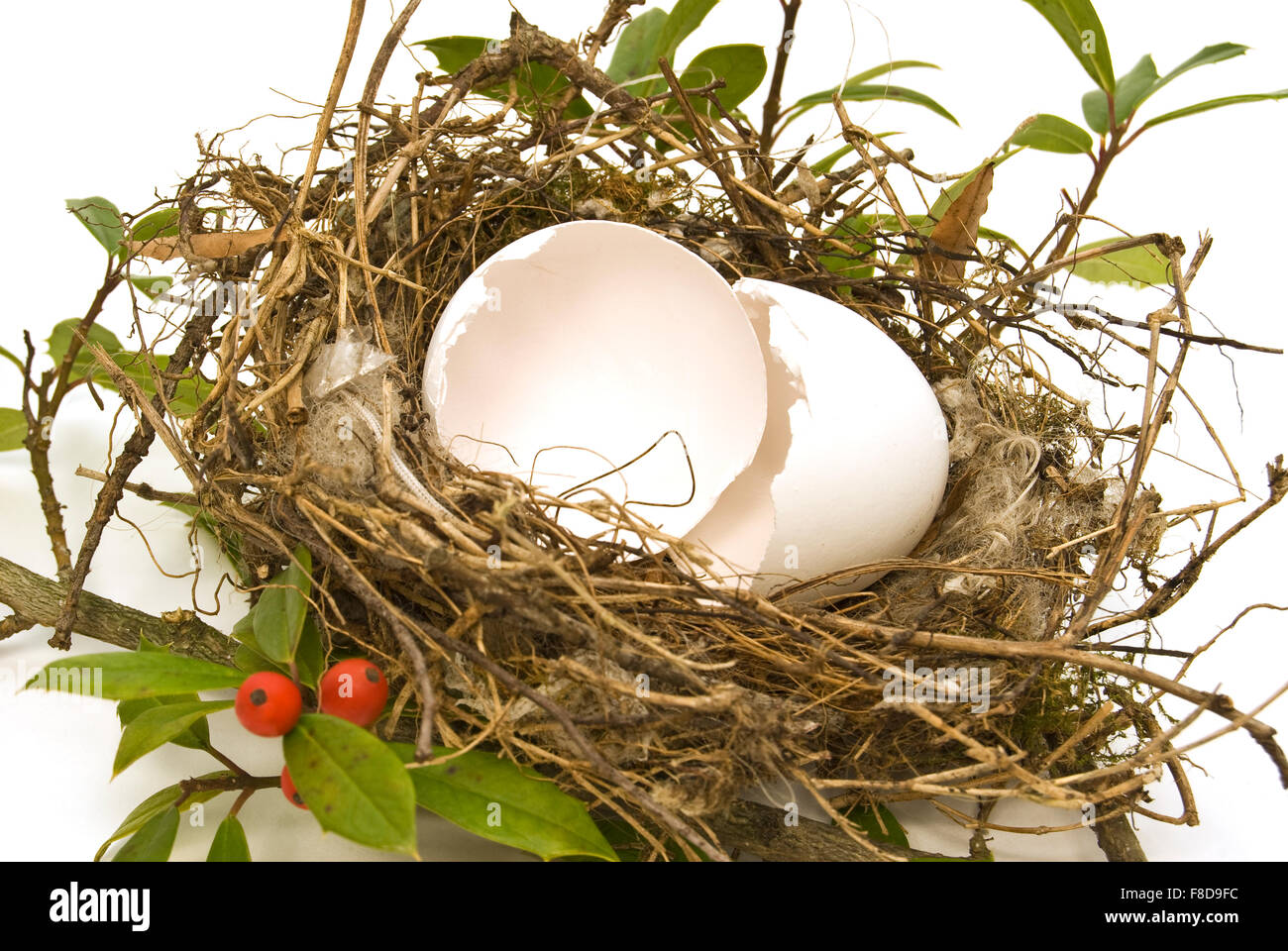 Empty egg shells in a bird's nest surrounded by greenery Stock Photo ...