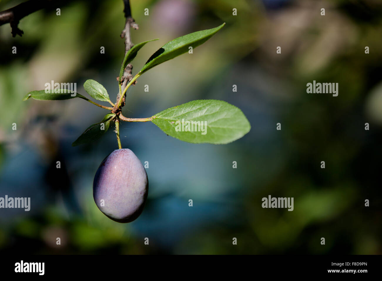 Nearly ripe plums hang from a plumb tree in an orchard Stock Photo - Alamy