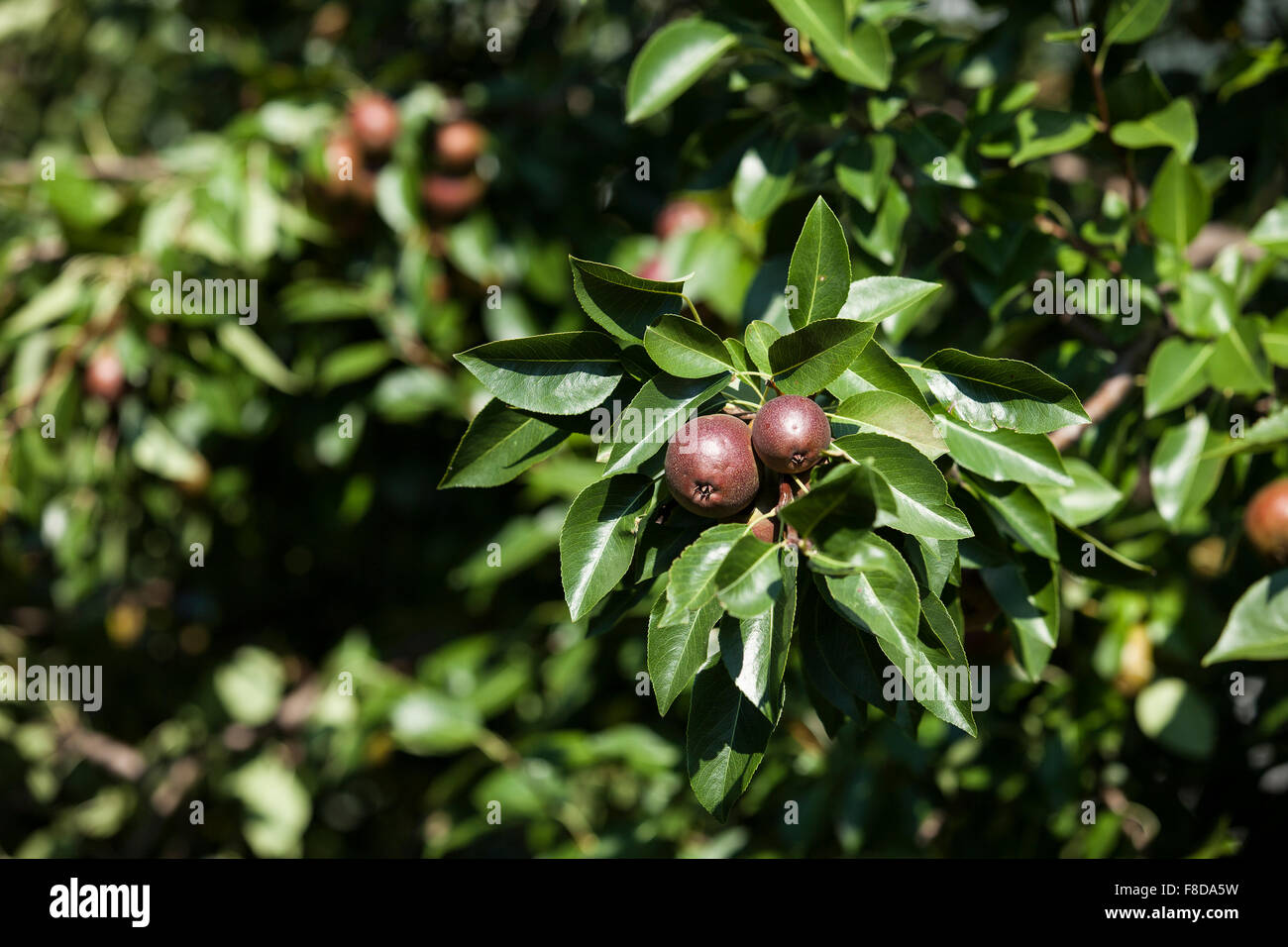 Purple colored pears ripen on a tree in an orchard Stock Photo - Alamy