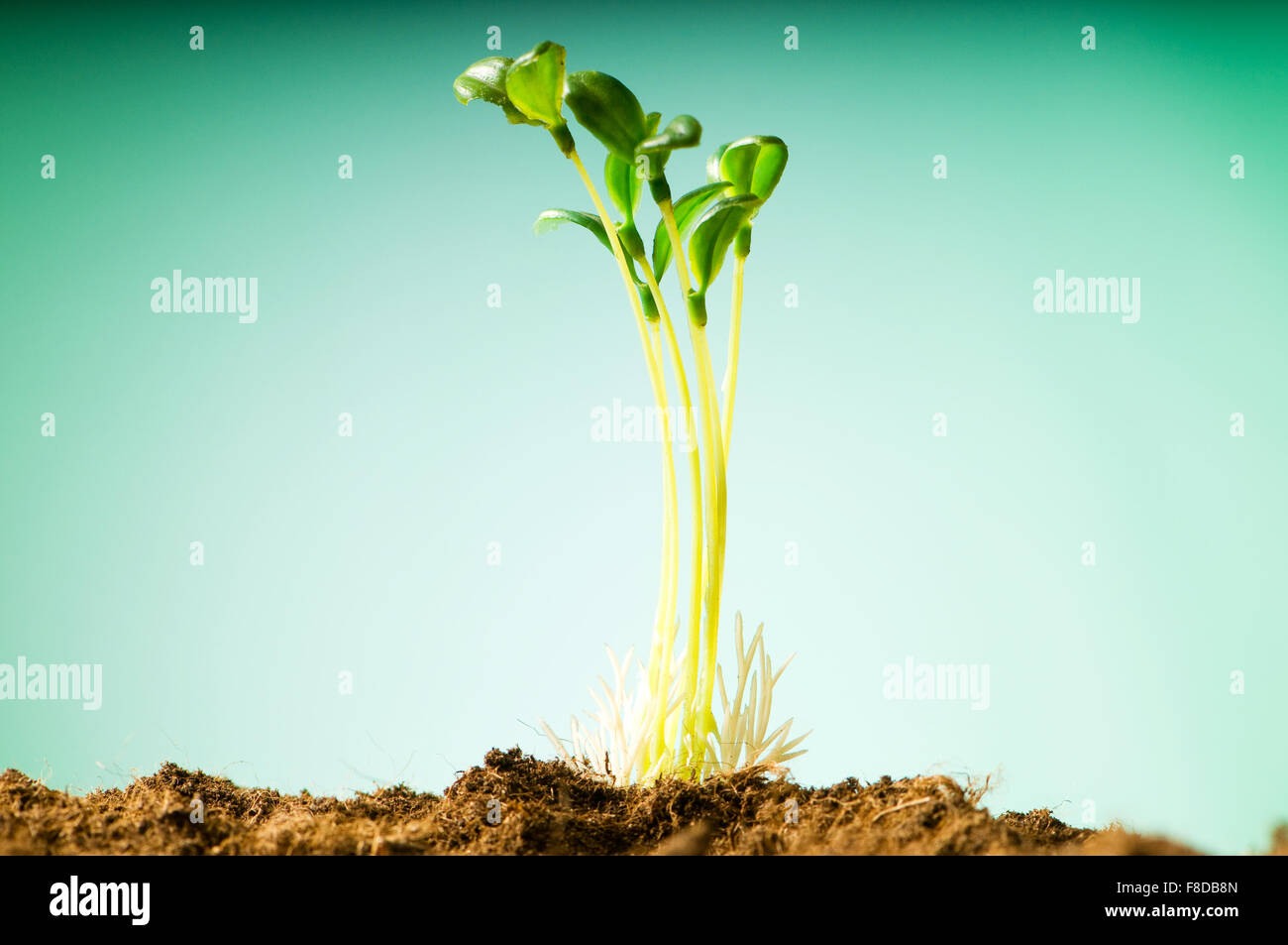 Green seedling illustrating concept of new life Stock Photo - Alamy