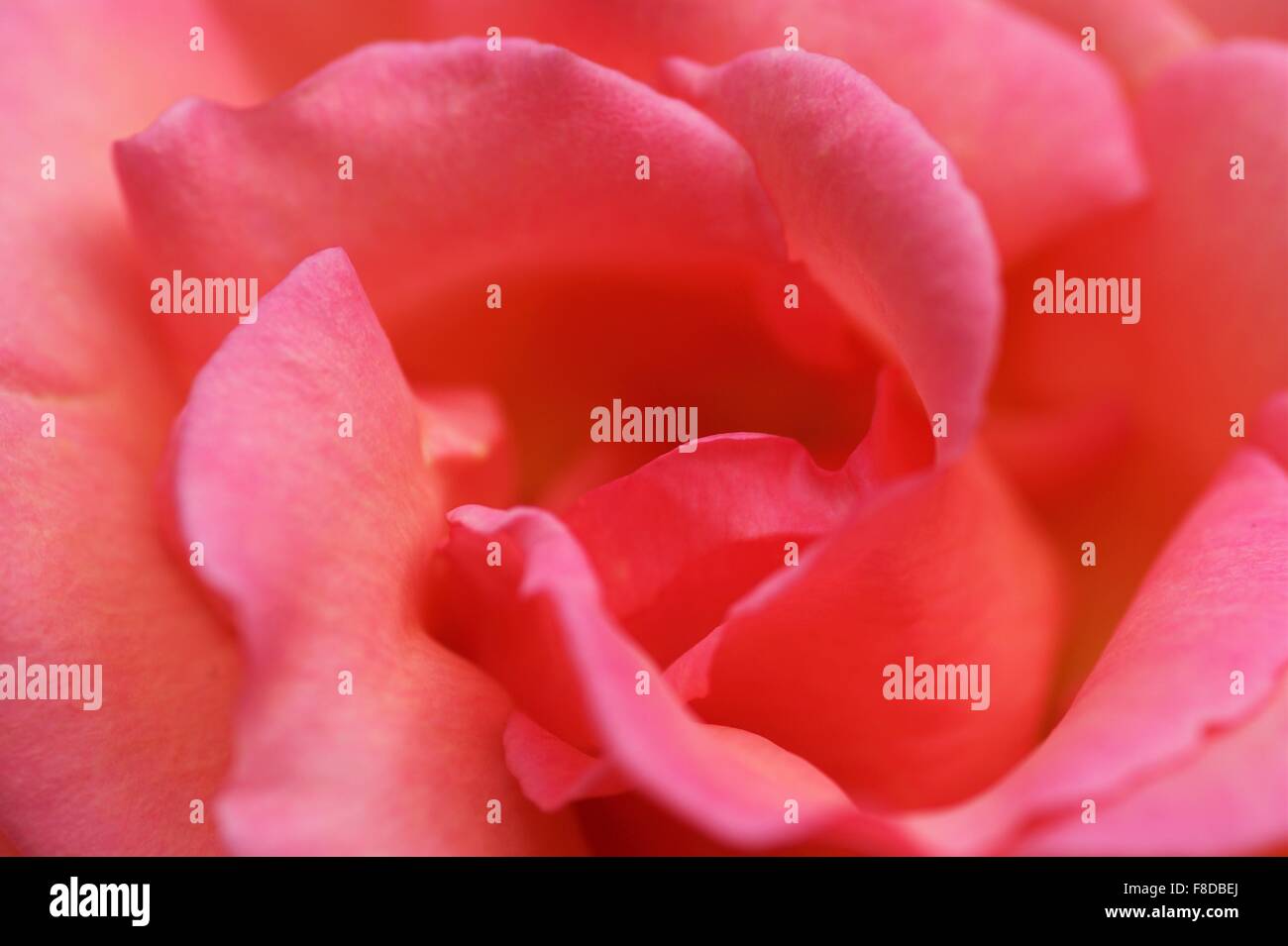Pink rose close up Stock Photo - Alamy