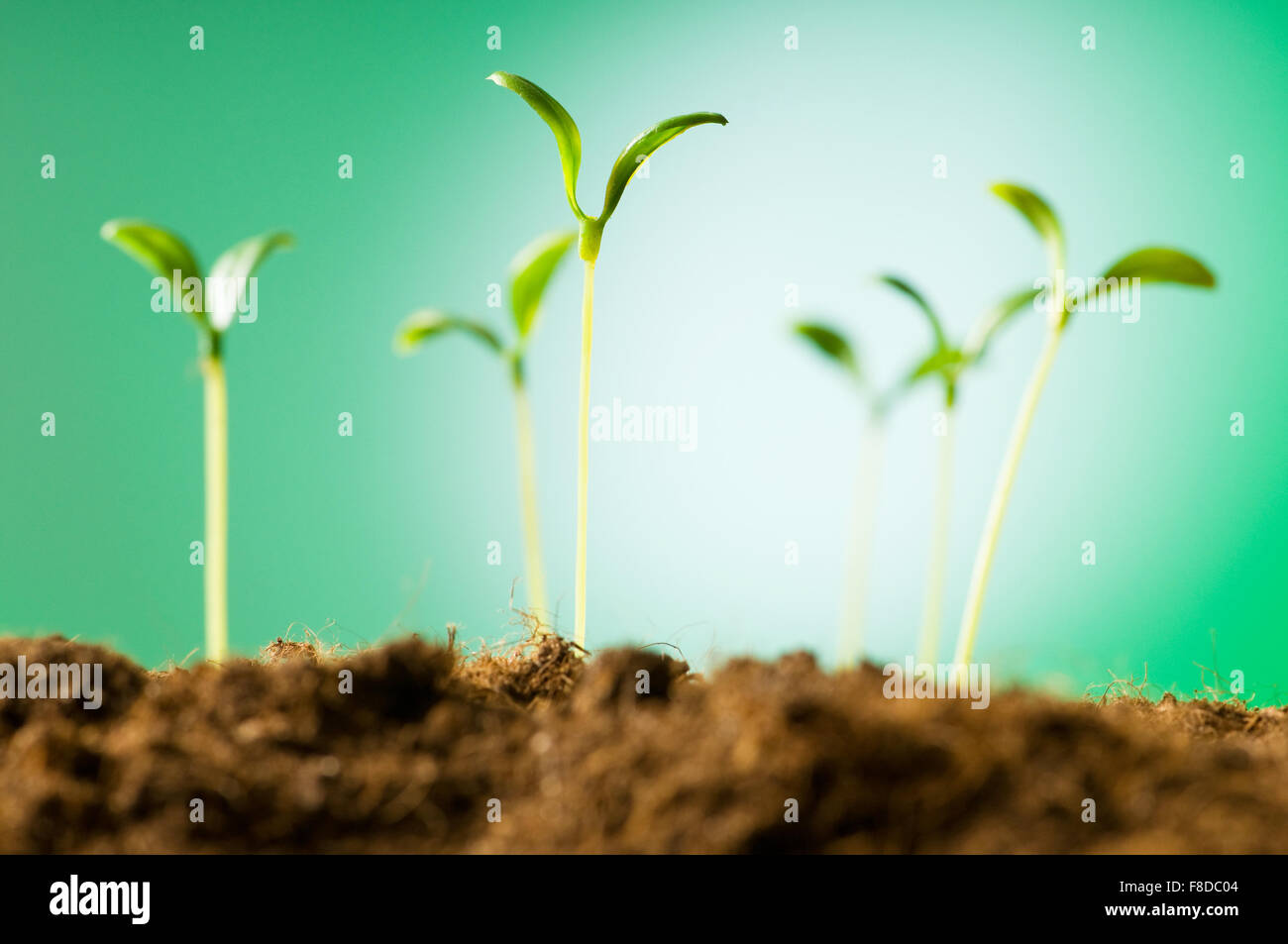Green seedling illustrating concept of new life Stock Photo - Alamy