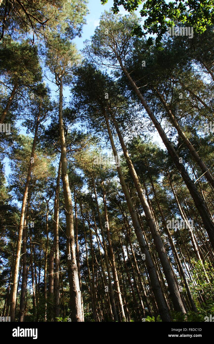 Tall trees walks hi-res stock photography and images - Alamy