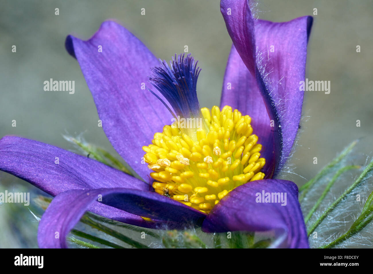 Pasque Flower in spring in the garden Stock Photo - Alamy