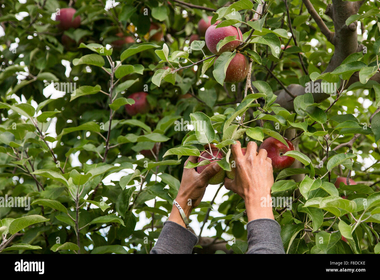 apples being picked at the orchard during harvest Stock Photo - Alamy