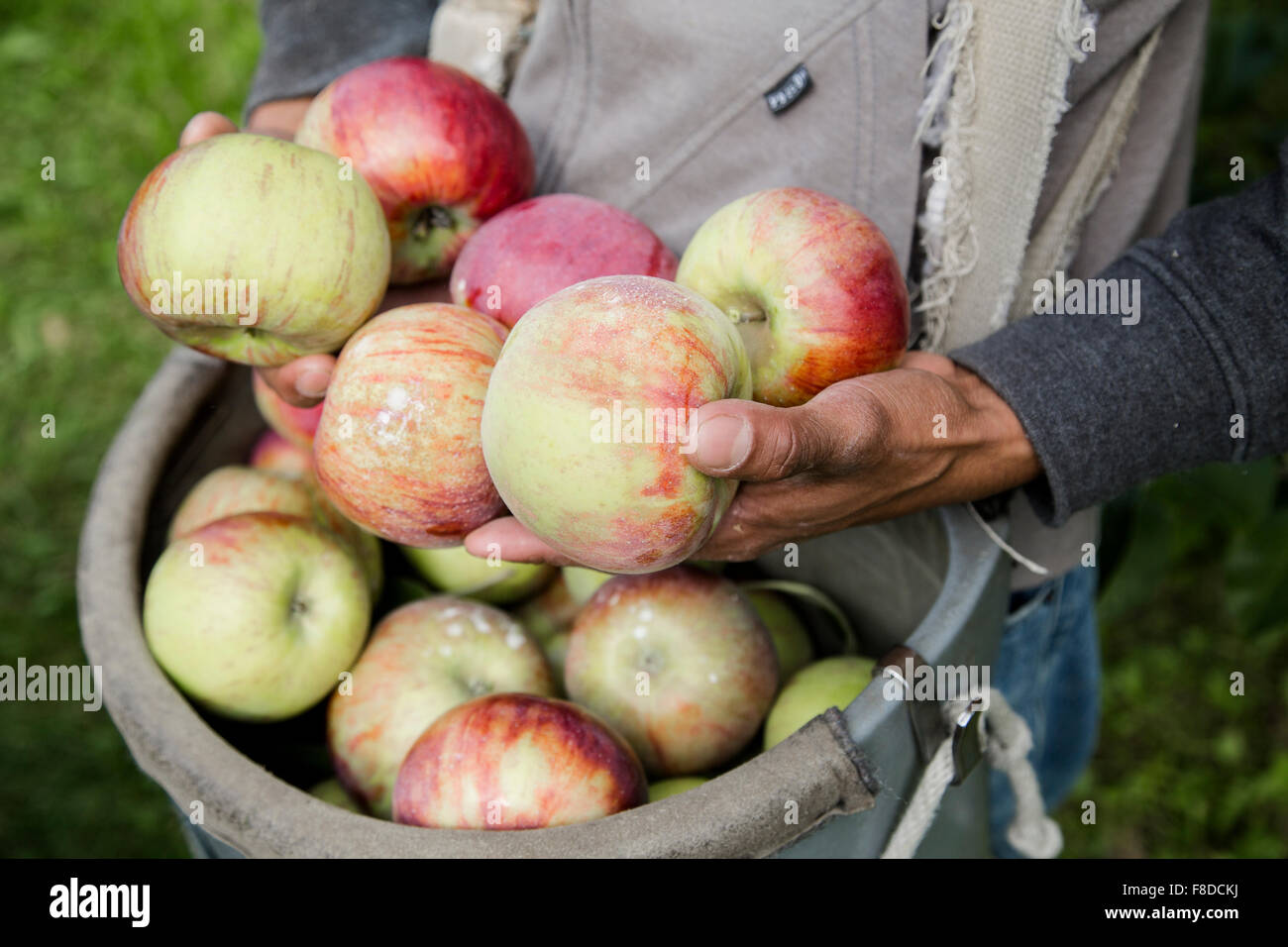 apples being picked at the orchard during harvest Stock Photo - Alamy