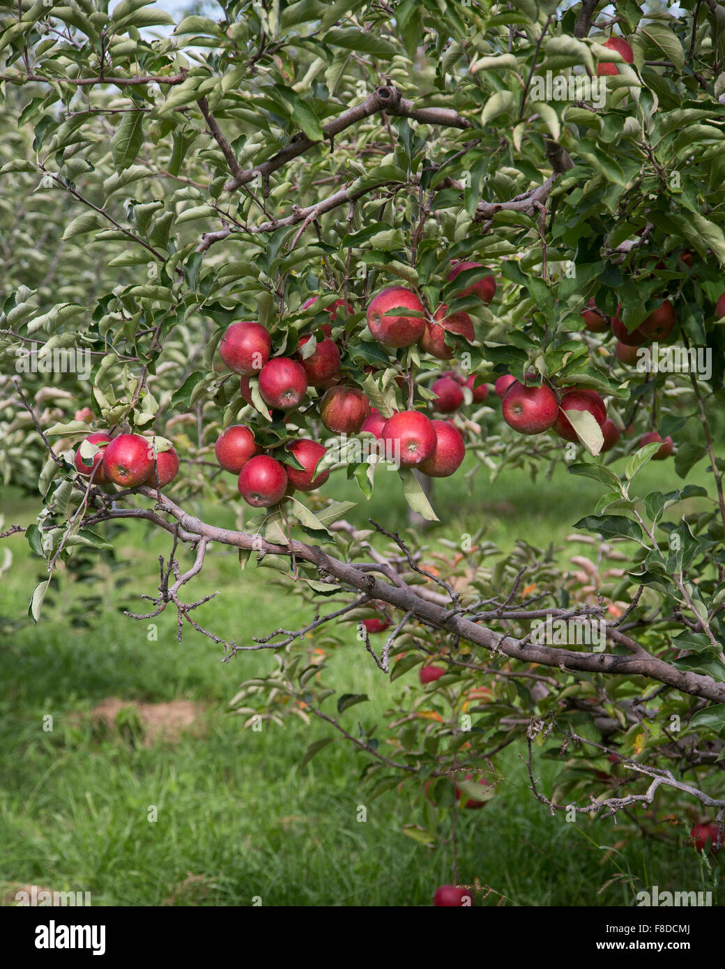 Ripe apples fill the apple trees in an orchard during the harvesting ...