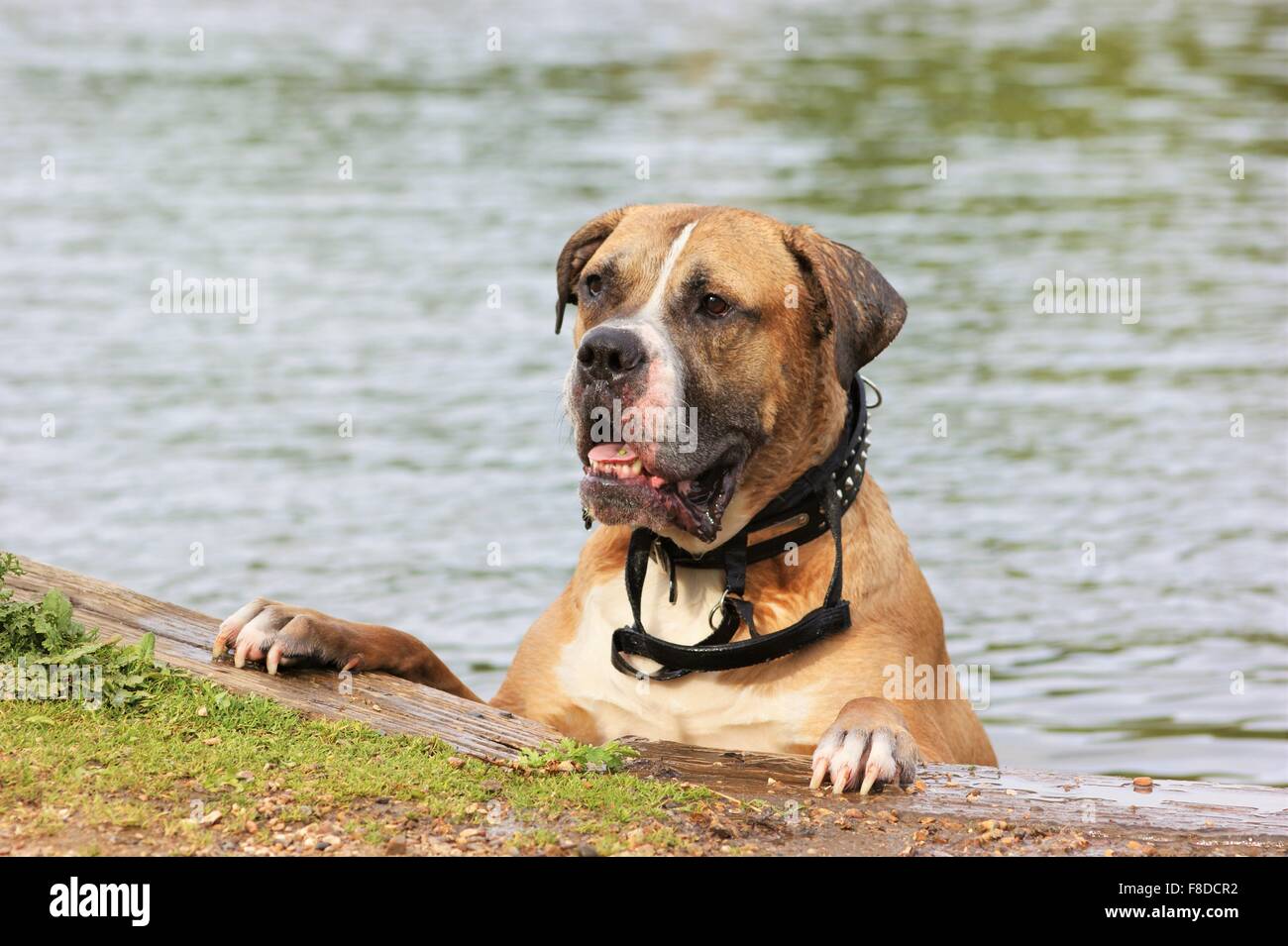 Appealing dog hi-res stock photography and images - Alamy
