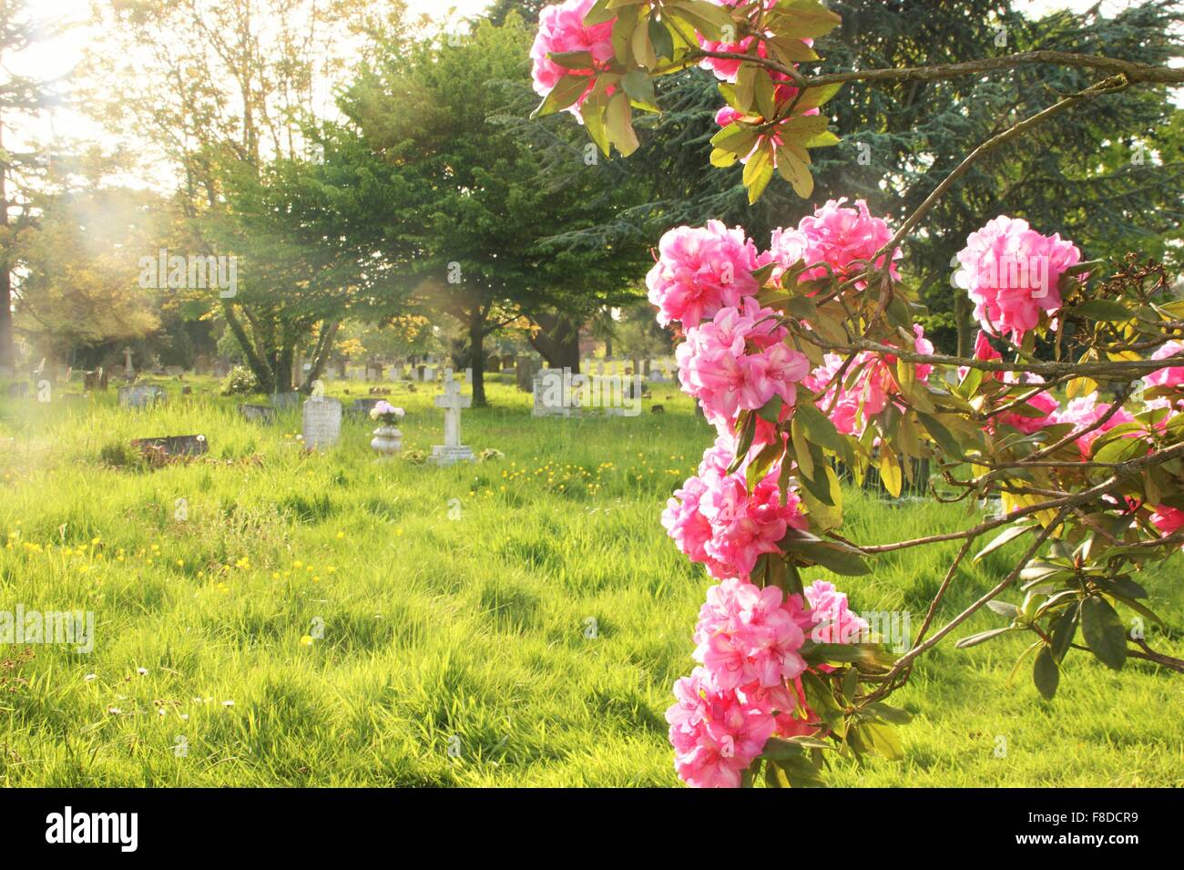 Soft image of flowers and grave stones hi-res stock photography and ...