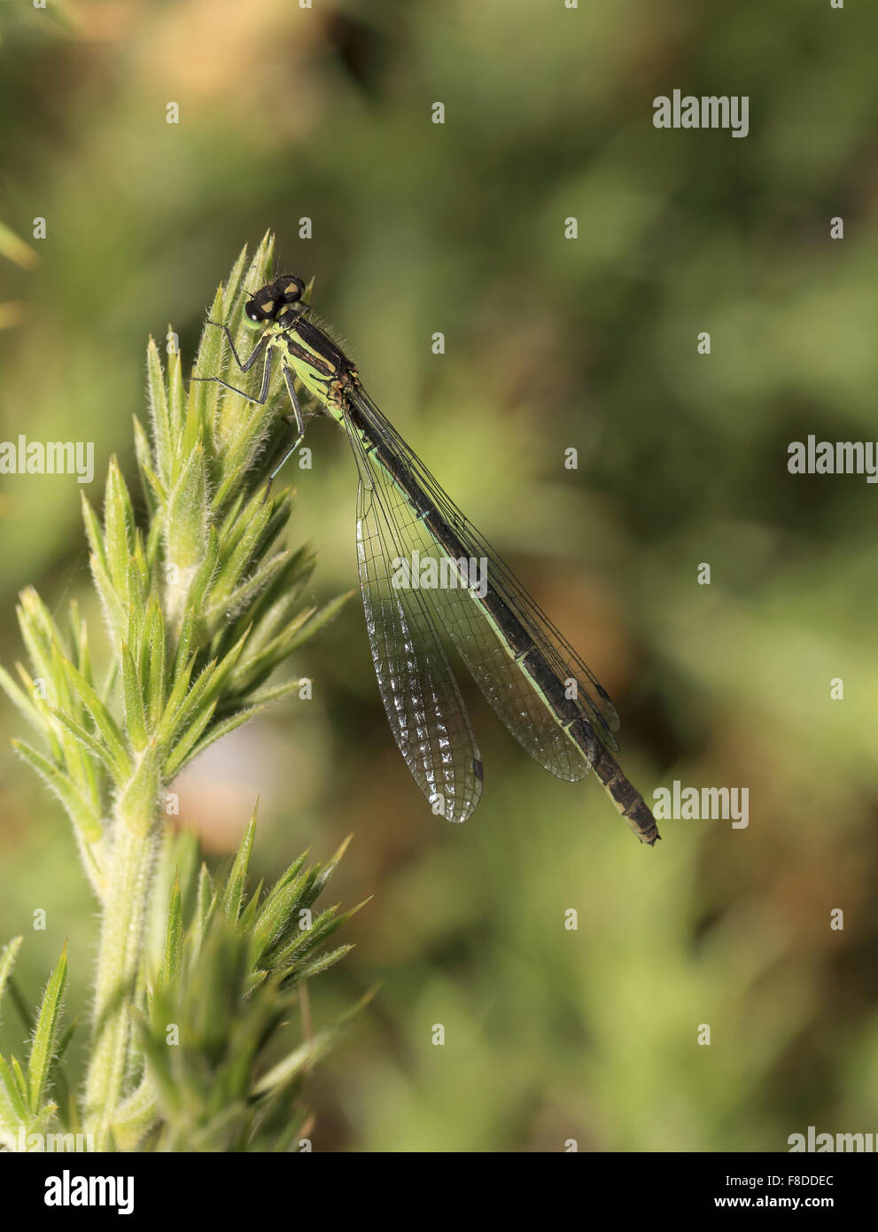 Azure Damselfly, female perched, Hatch Pond, New Forest National Park ...