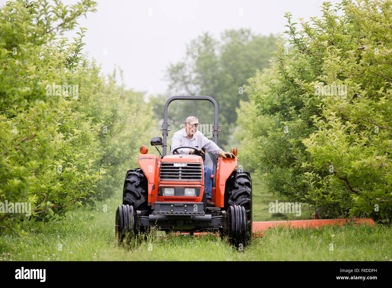 A worker at an apple orchard drives a tractor during the harvest Stock ...